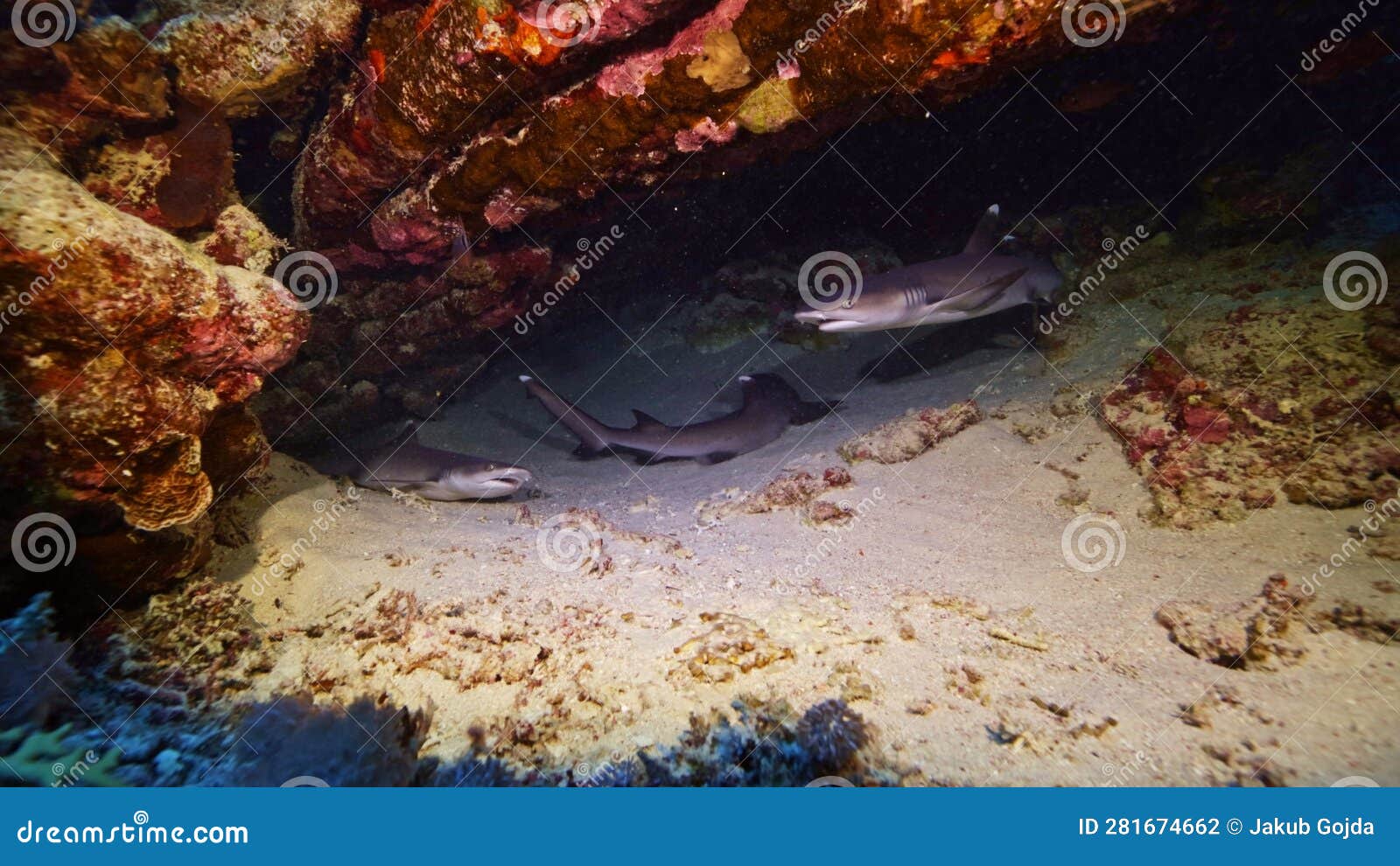Group of Three Shark Babies Under the Cliff Stock Photo - Image of ...