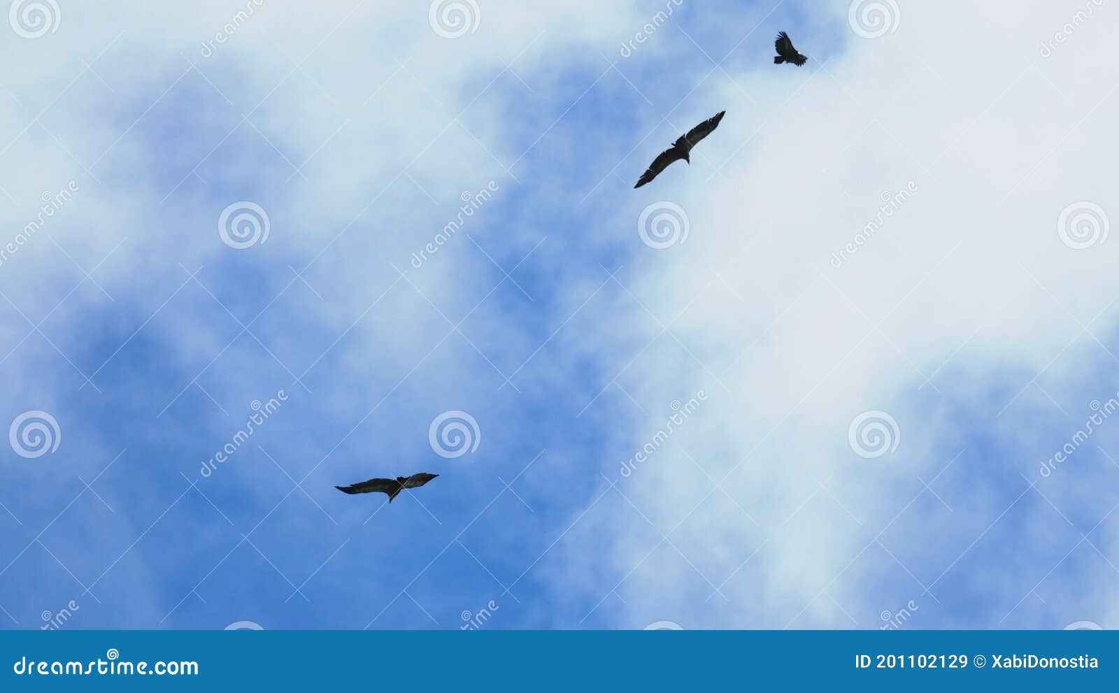 Group of Three Small Falcons Flying Together Stock Image - Image of ...