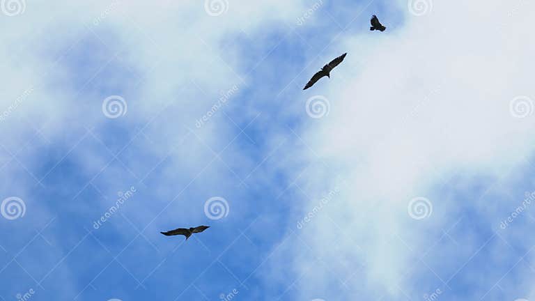 Group of Three Small Falcons Flying Together Stock Image - Image of ...