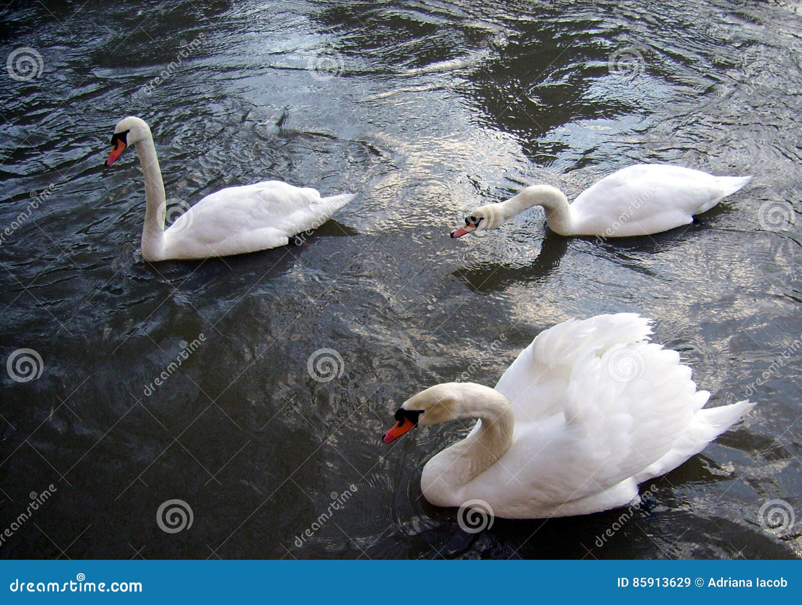 Group of Three Swans Moving Forward on the Surface of the Water Stock ...