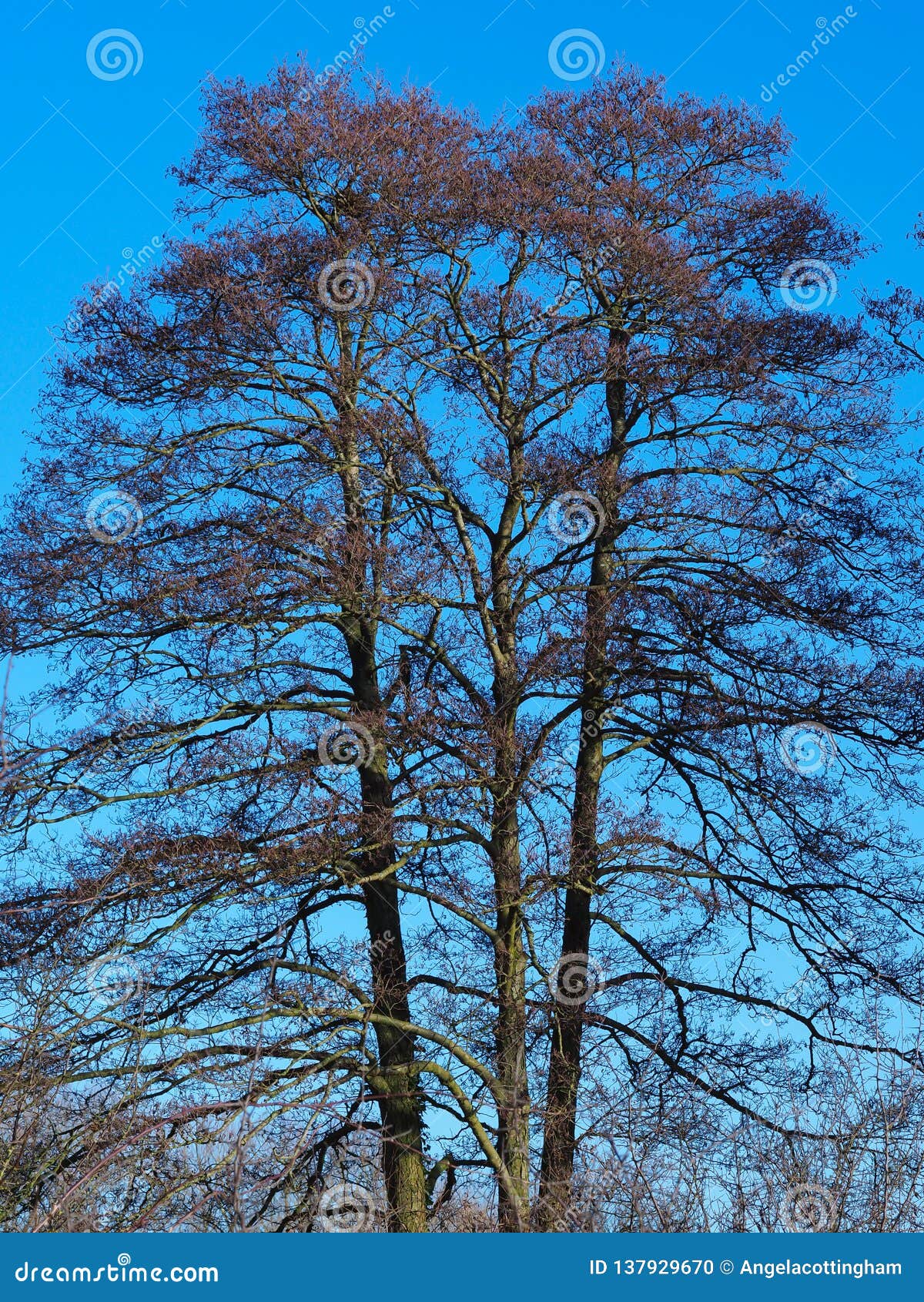 Group of Three Tall Trees in Winter with a Clear Blue Sky Stock Photo ...