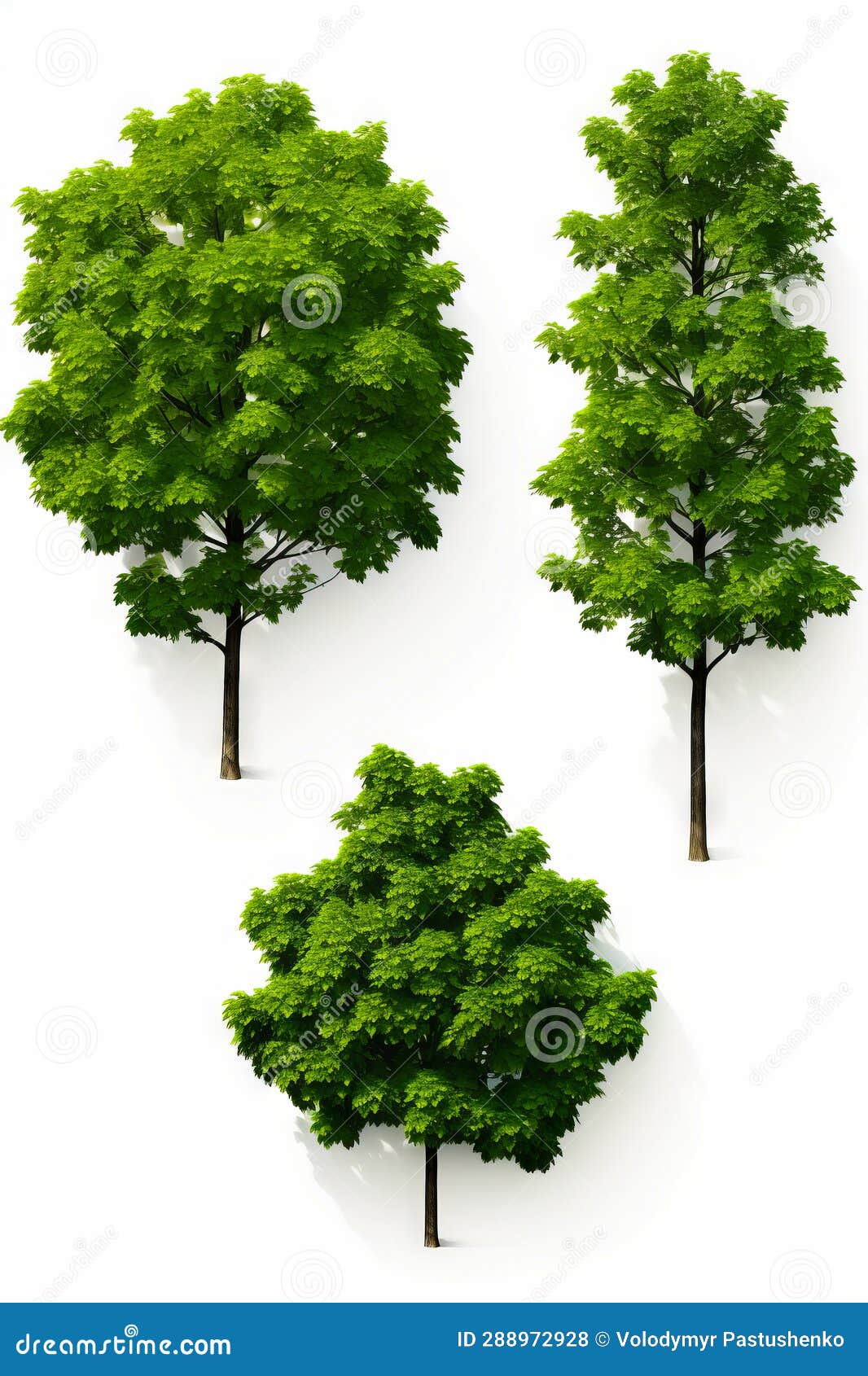 Group of Three Trees with Different Leaves on Them, All in Different ...