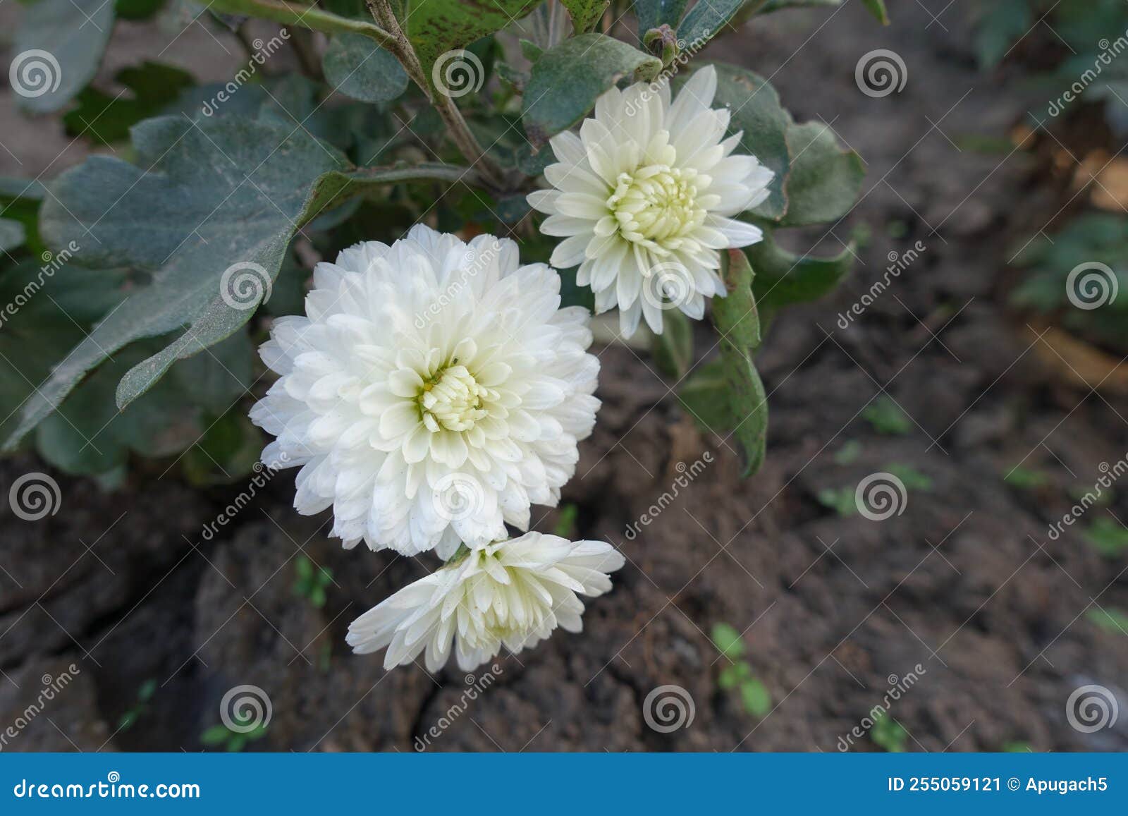 Group of 3 White Flowers of Chrysanthemums in Mid October Stock Image ...