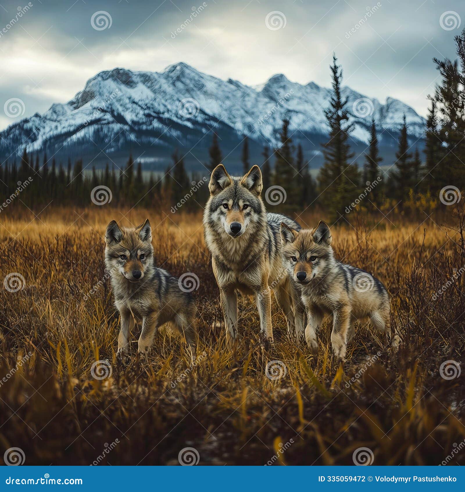 A Group of Three Wolf Pups Walking in a Field with Mountains in the ...
