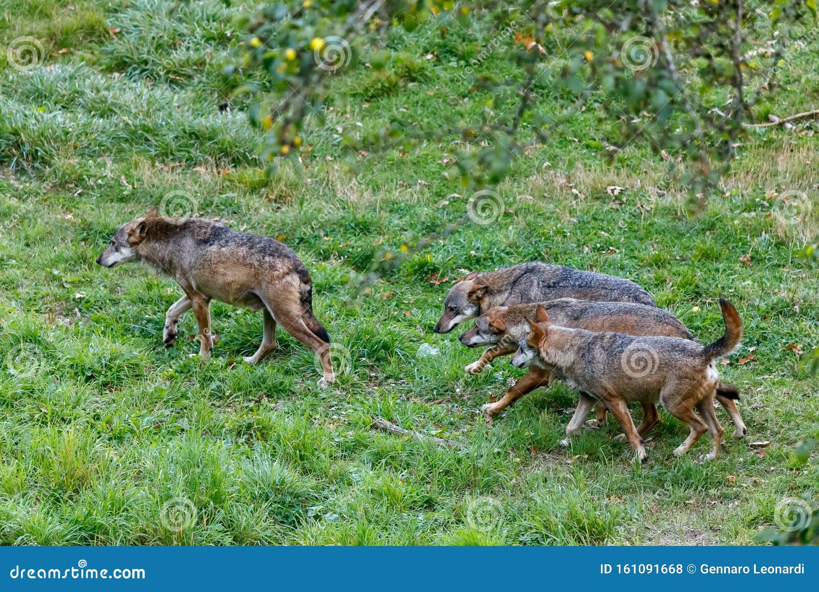 Group of Wolves in the Forest Stock Photo - Image of forest, canis ...