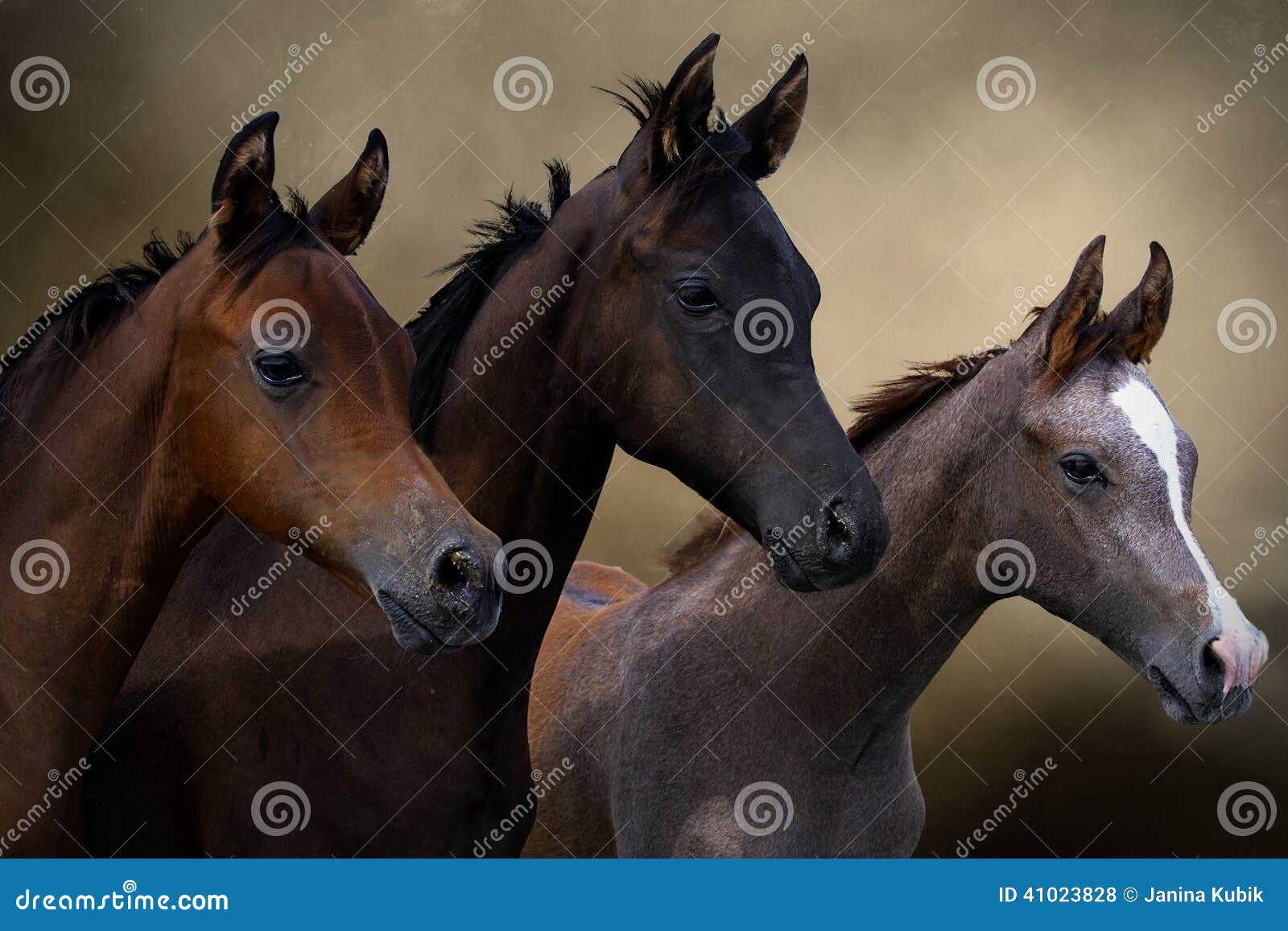 Group of Three Young Horses Stock Photo - Image of equestrian, farm ...