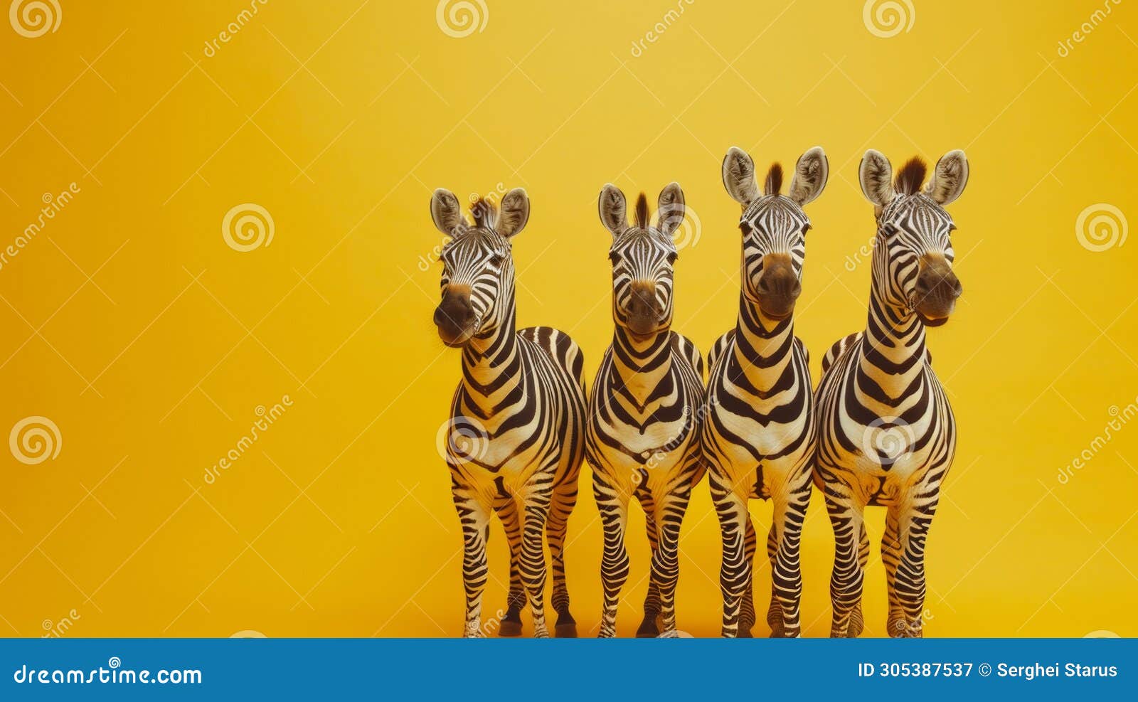 A Group of Three Zebras Standing in a Row on Yellow Background, AI ...