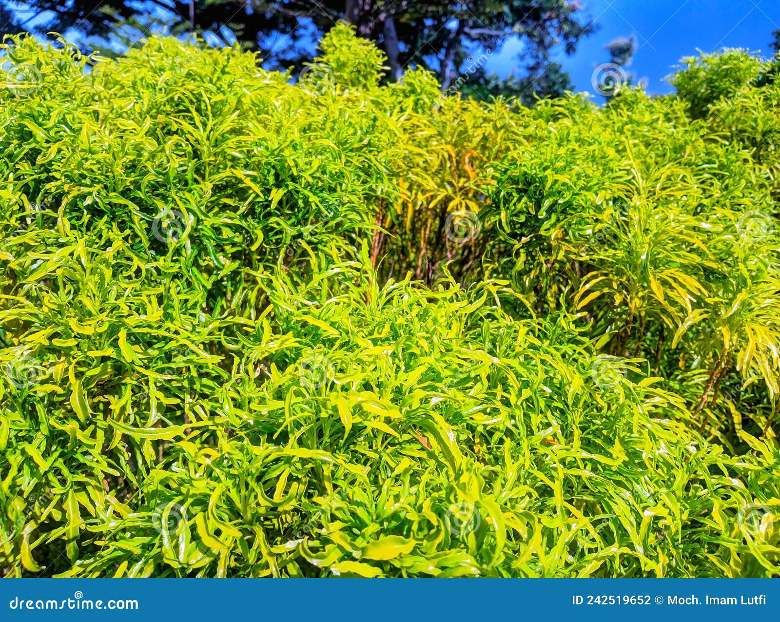 A Group of Thriving Euodia Plants Stock Photo - Image of garden ...