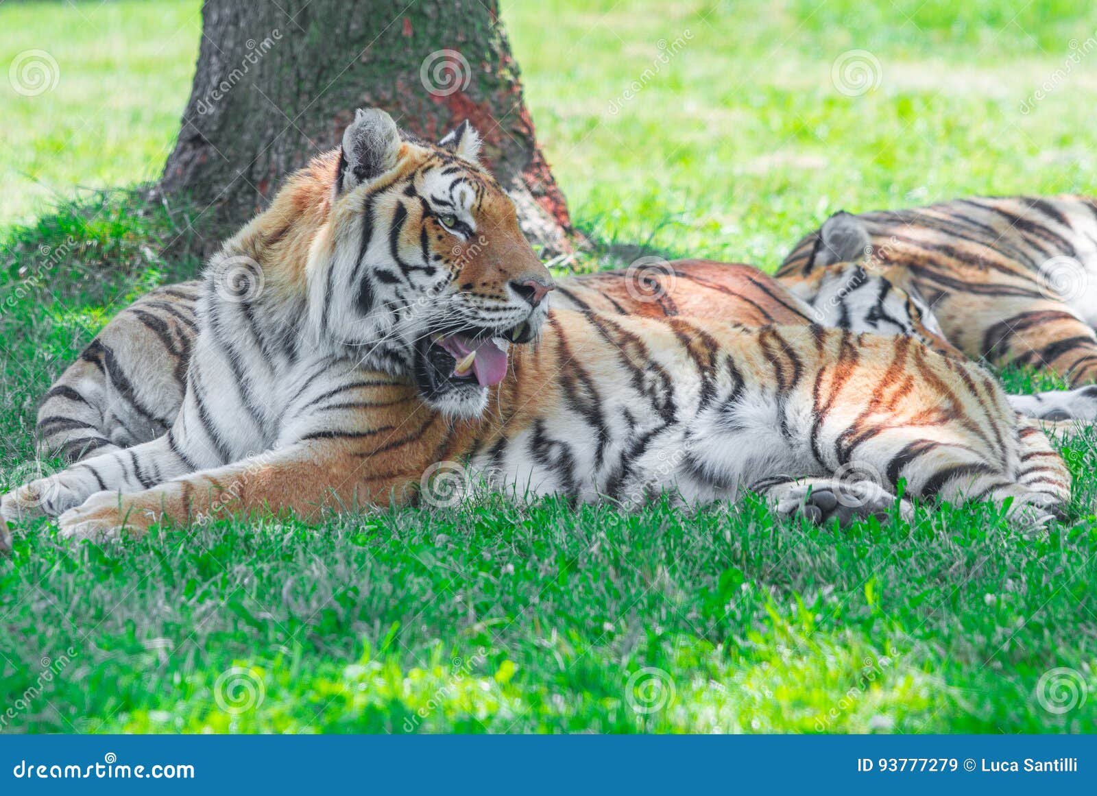 Group of Tiger Lying in the Grass, Stock Image - Image of nature, lying ...