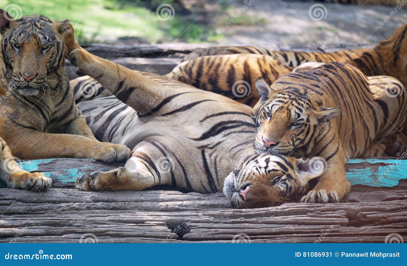 Group of Tigers with Funny Scene. Stock Image - Image of funny, tigers ...