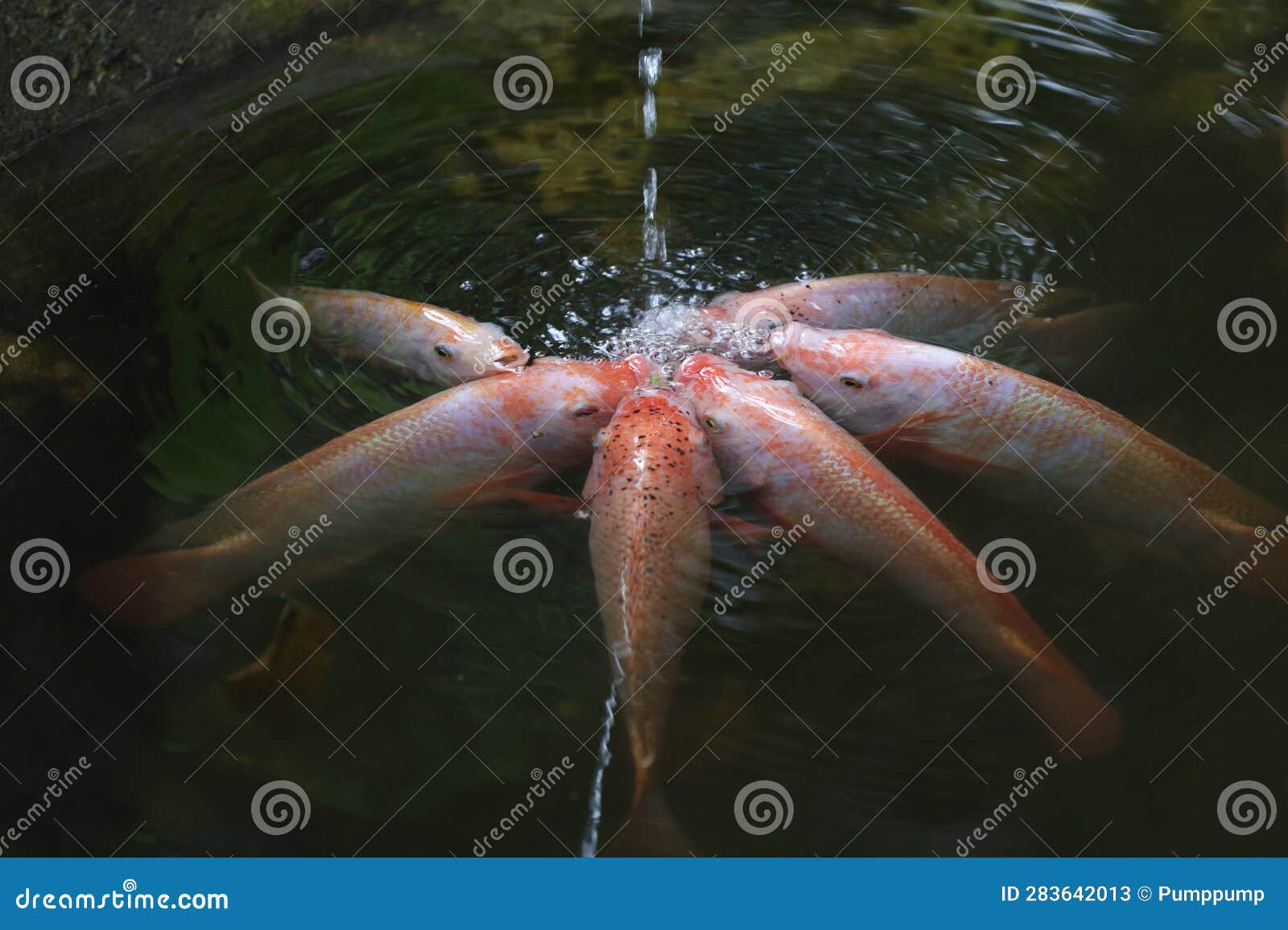 Group Tilapia Fish is Eat Water in the River Stock Image - Image of ...