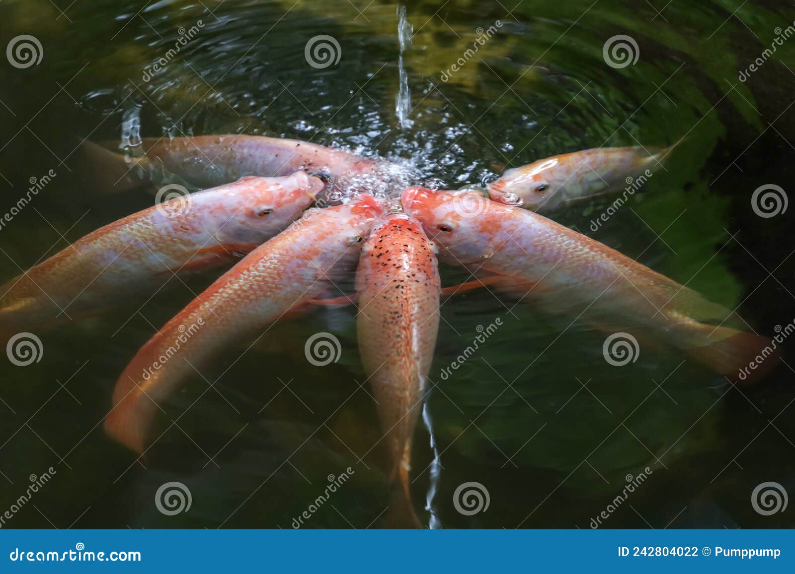 Group Tilapia Fish is Eat Water in the River Stock Photo - Image of ...