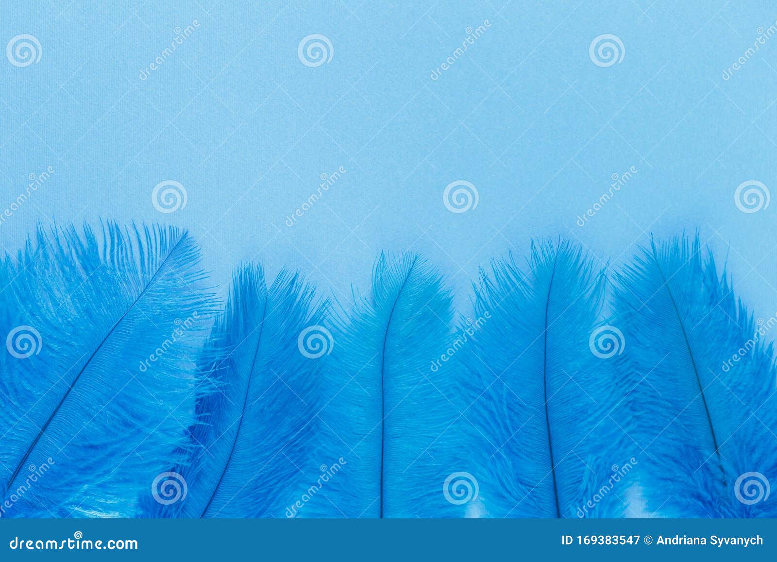 Group of Fluffy Blue Feathers Border Background Stock Image - Image of ...