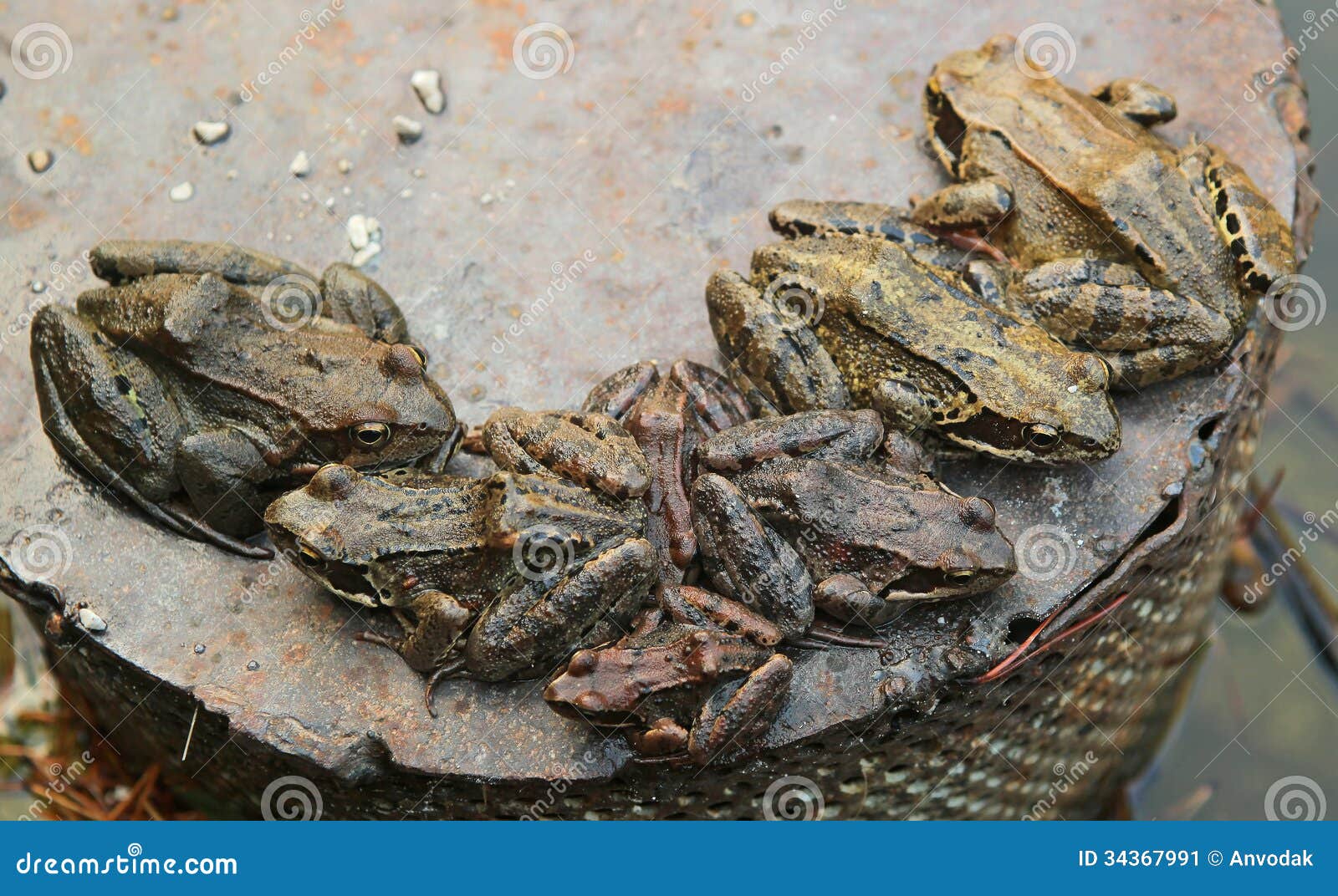 Group of toads stock image. Image of close, looking, toad - 34367991