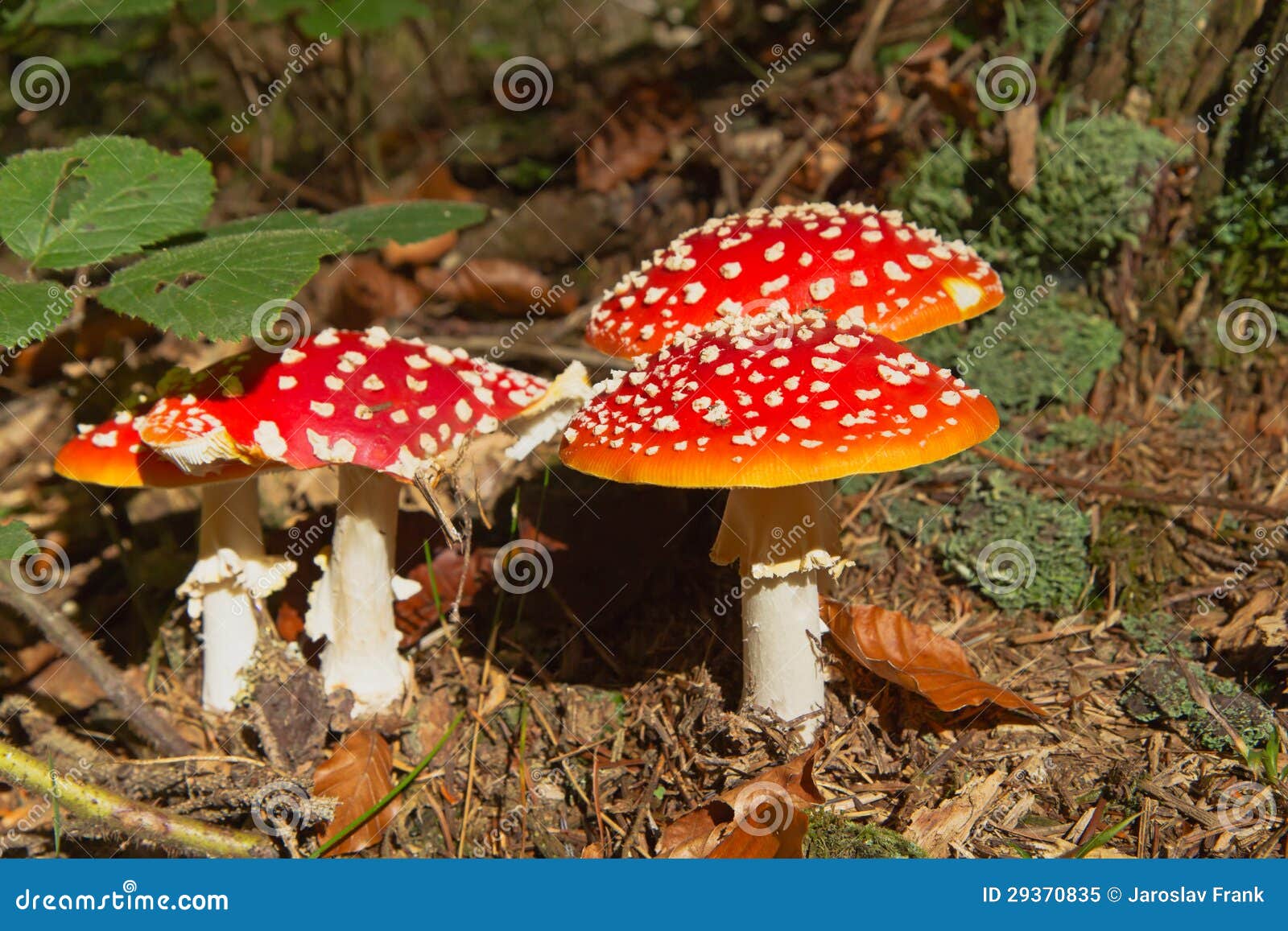 Group of Toadstools in the Forest Stock Image - Image of natural, earth ...