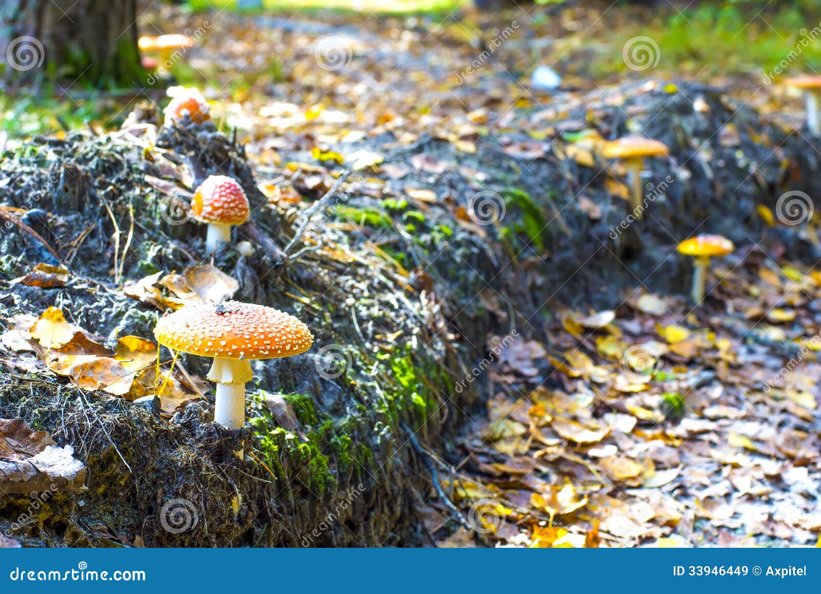 Group of Toadstools in Forest. Stock Image - Image of natural, forest ...
