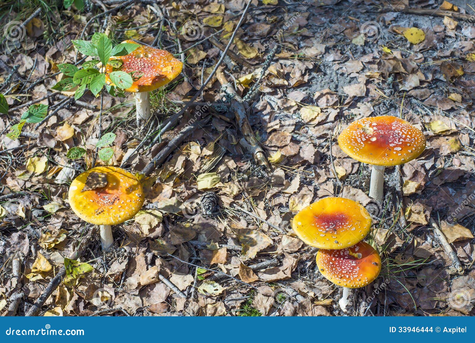 Group of Toadstools in Forest, Upper View. Stock Photo - Image of ...