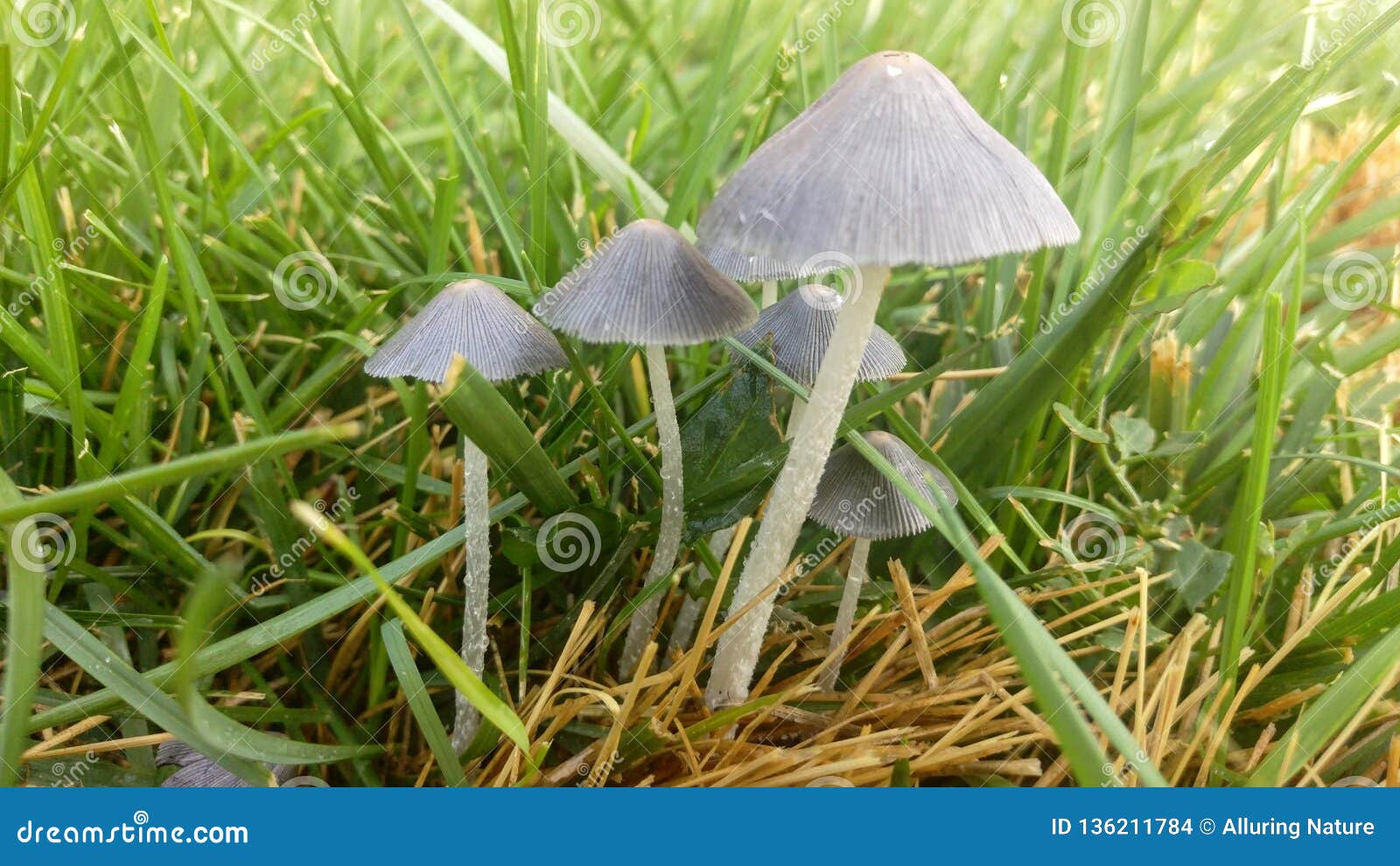 Group of Toadstools in Grass Stock Photo - Image of together ...