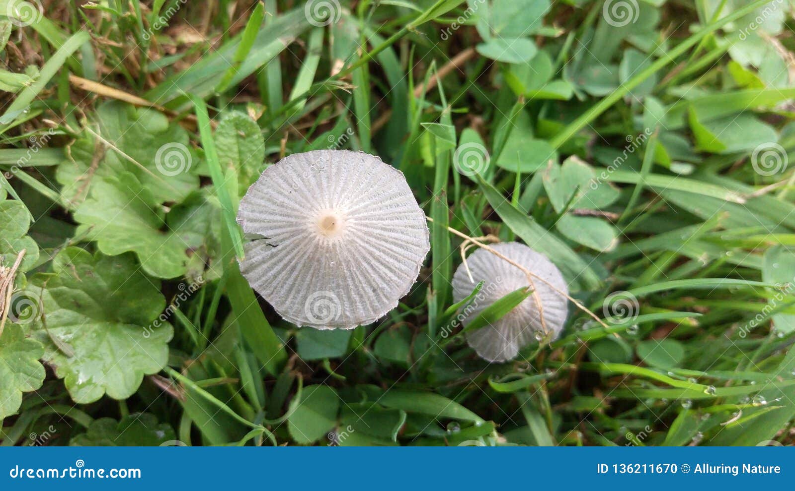 Group of Toadstools in Grass Stock Photo - Image of grass, toadstools ...