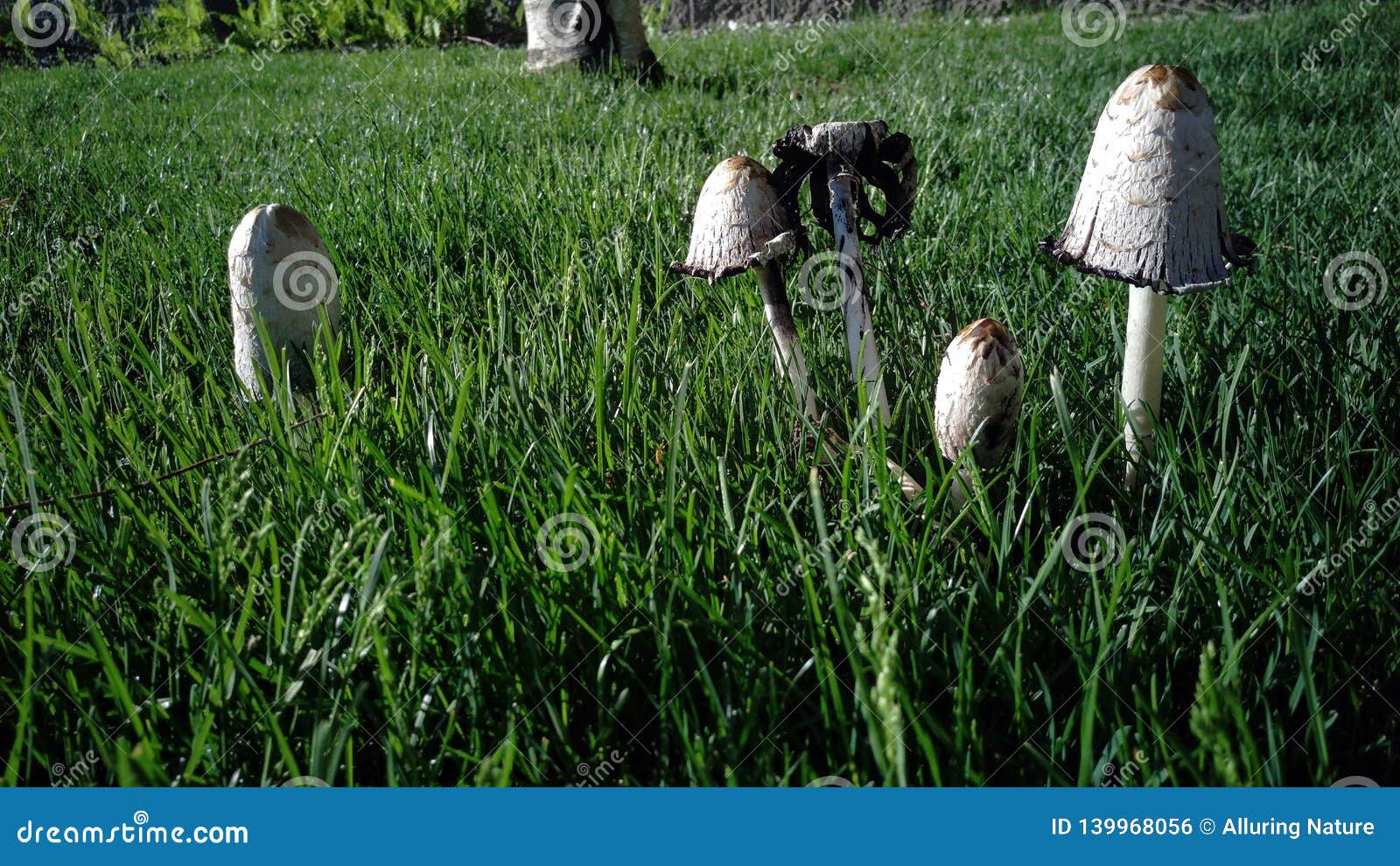 Group of Toadstools in Grass Stock Photo - Image of mushroom, grass ...