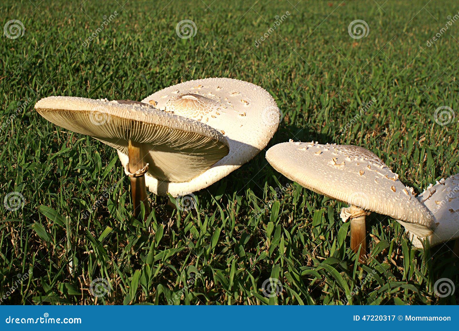 Group of Toadstools Growing in Grass Stock Image - Image of edible ...
