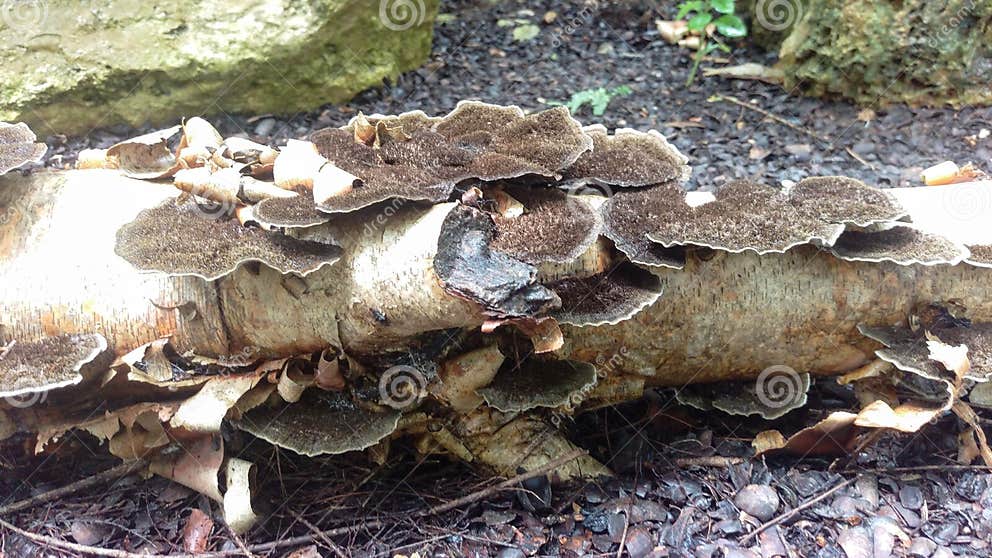 Group of Toadstools on Log stock image. Image of mushrooms - 136211501