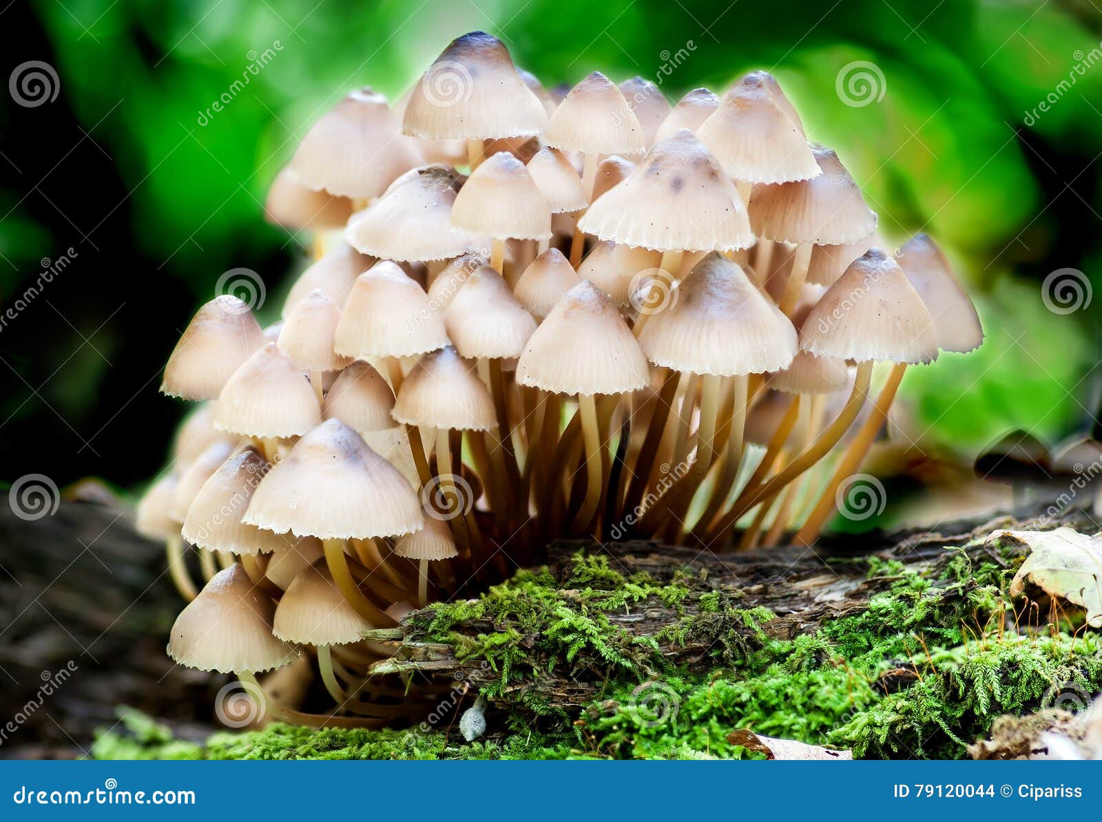 Group Toadstools Mushrooms on a Tree Stump Stock Photo - Image of ...