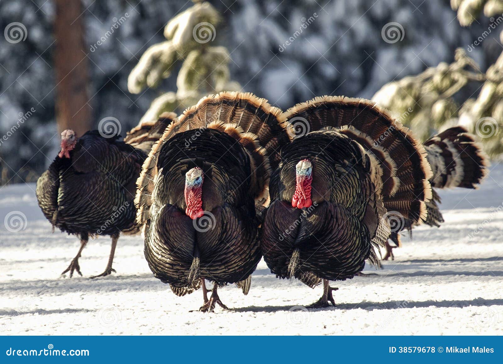 Group of Tom Turkeys Strutting in Snow Stock Photo - Image of aviary ...