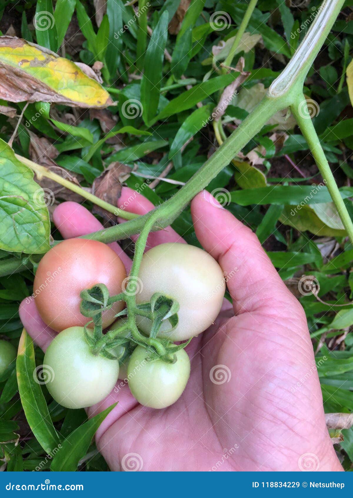 Group of tomato in hand stock image. Image of group - 118834229