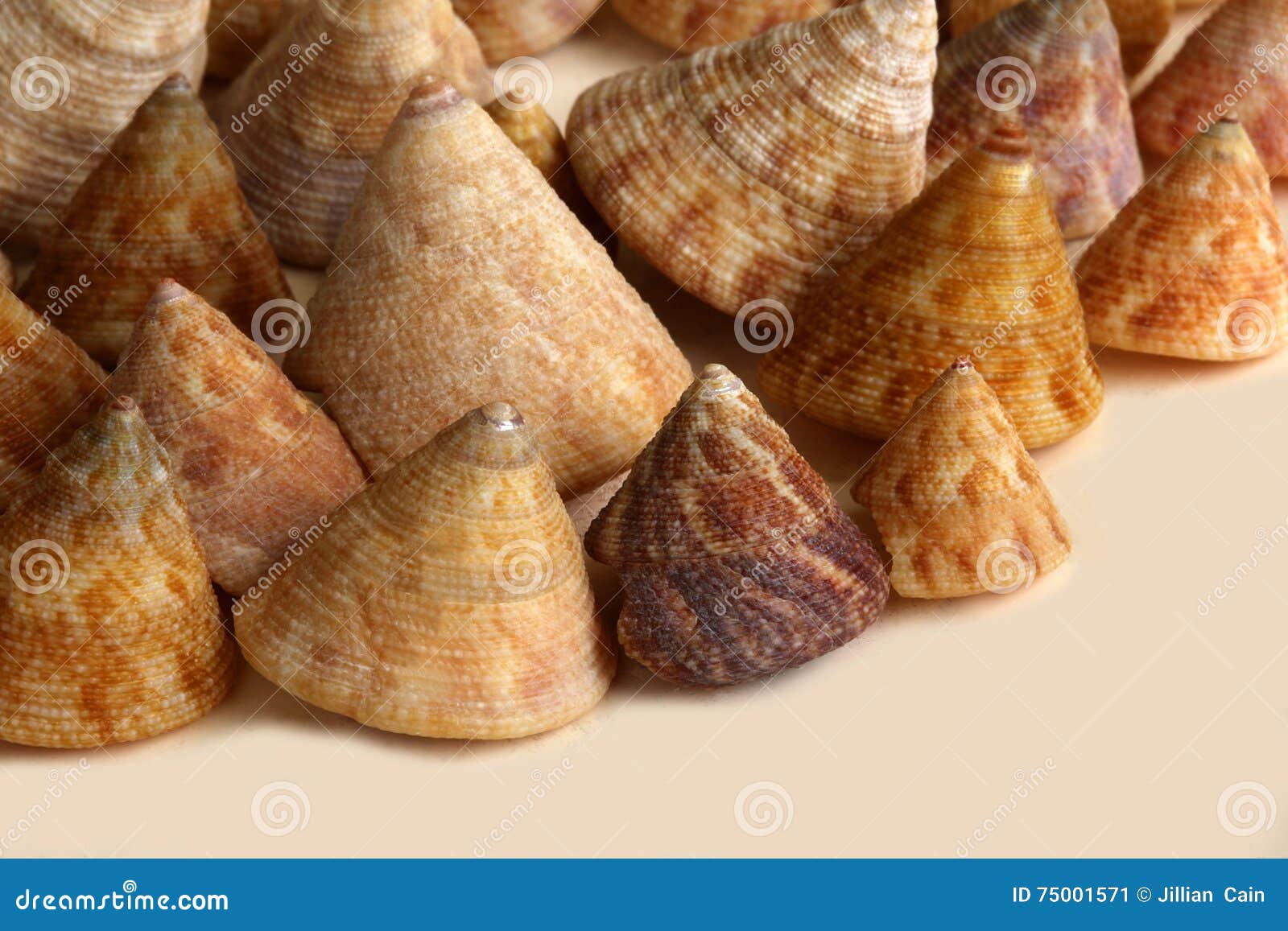 A group of top shells stock image. Image of adeles, beautiful - 75001571
