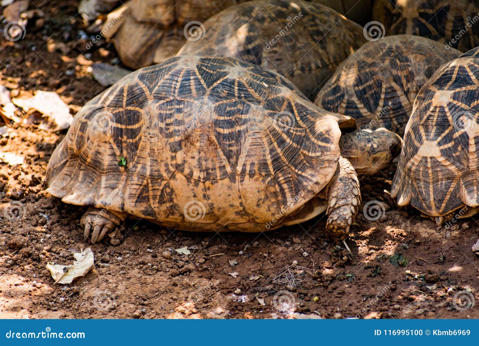 Group of Tortoise Resting Under a Tree Shadow in Sunny Day. Stock Photo ...
