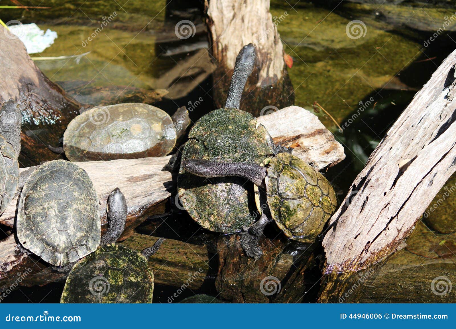 A Group of Tortoises Together Stock Photo - Image of river, tortoises ...