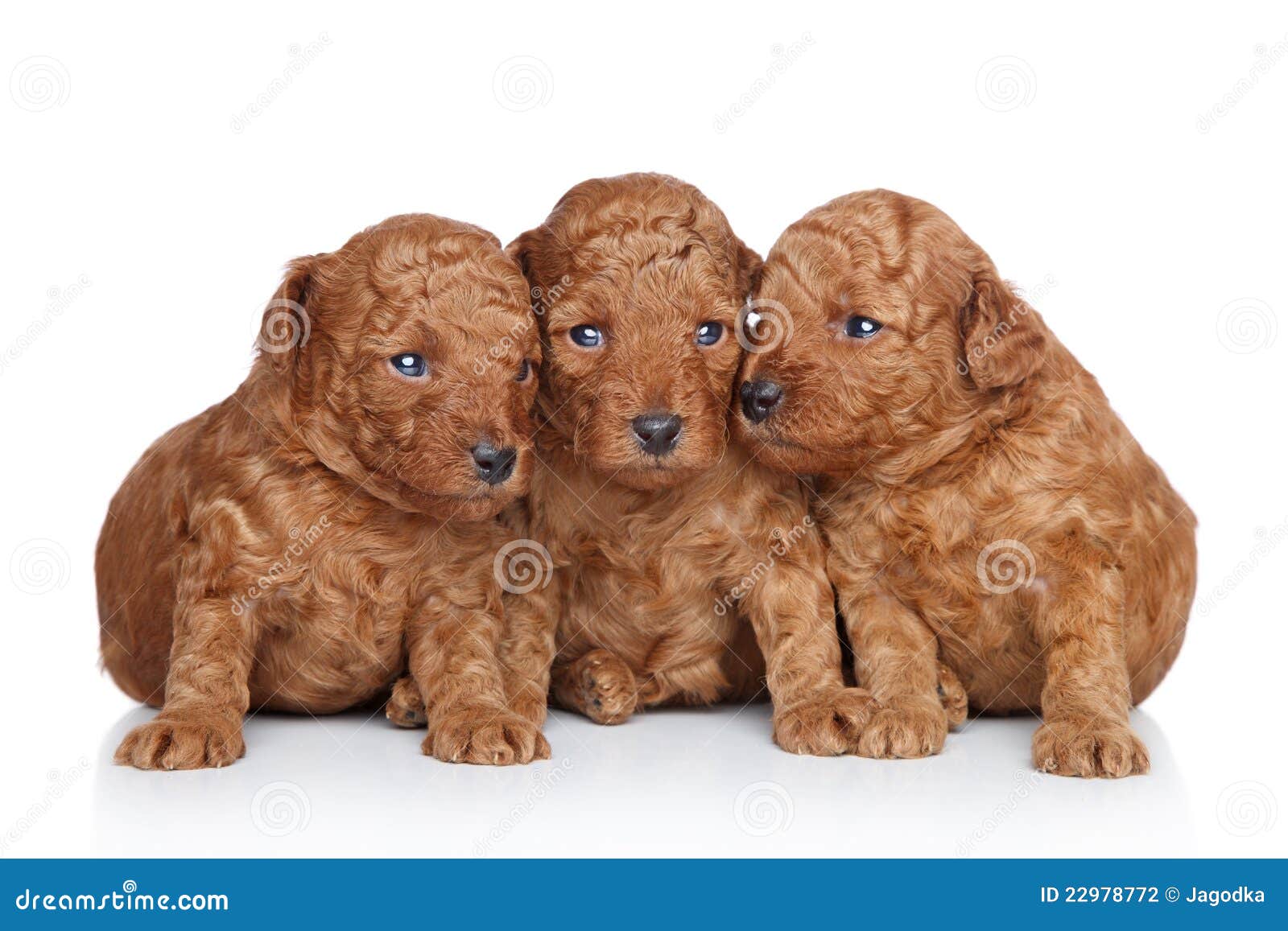 Group Toy Poodle Puppy 20 Days Stock Photos - Free & Royalty-Free Stock ...