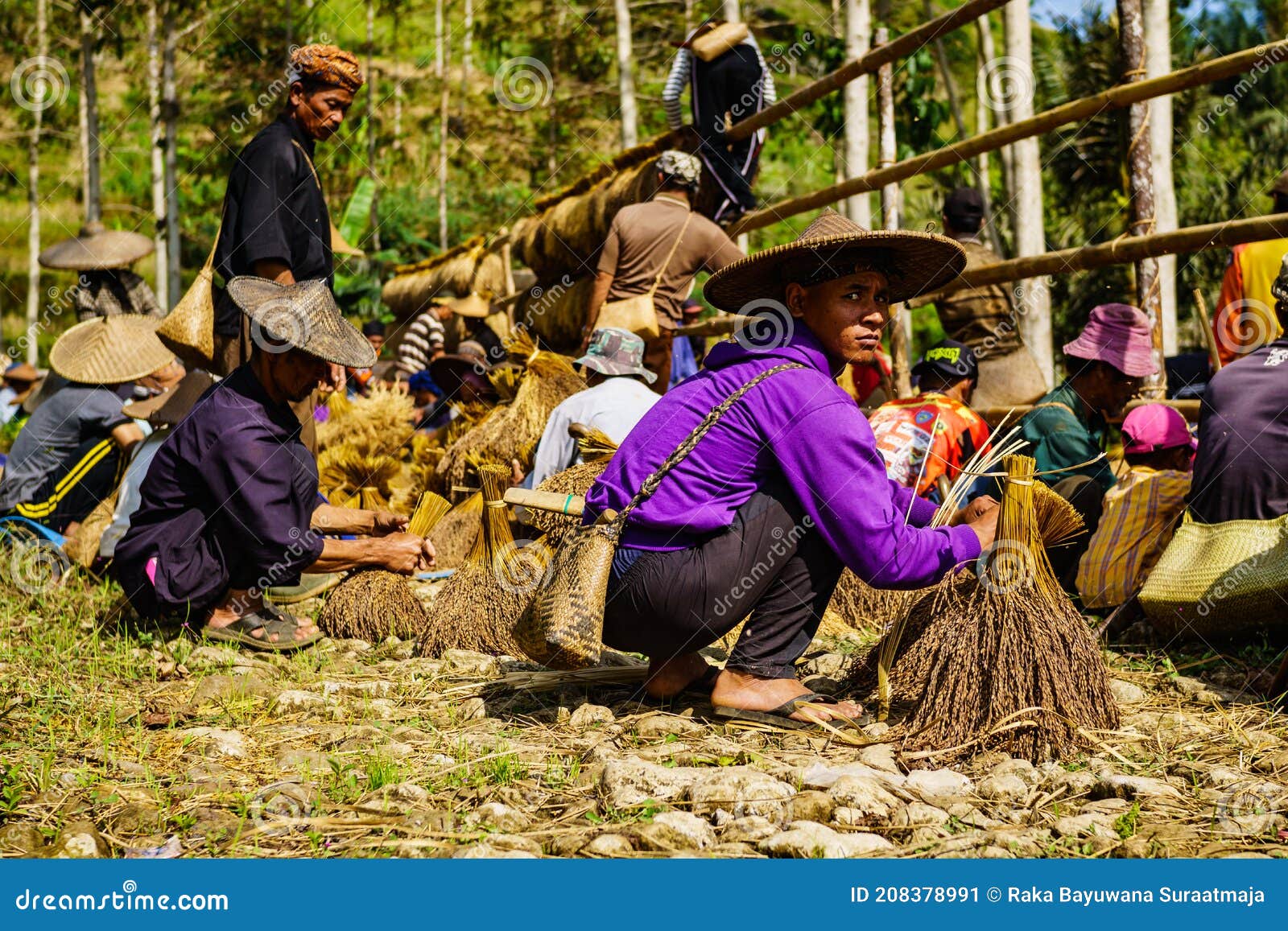 Group of Traditional Farmer Doing Teamwork Processing Rice Editorial ...