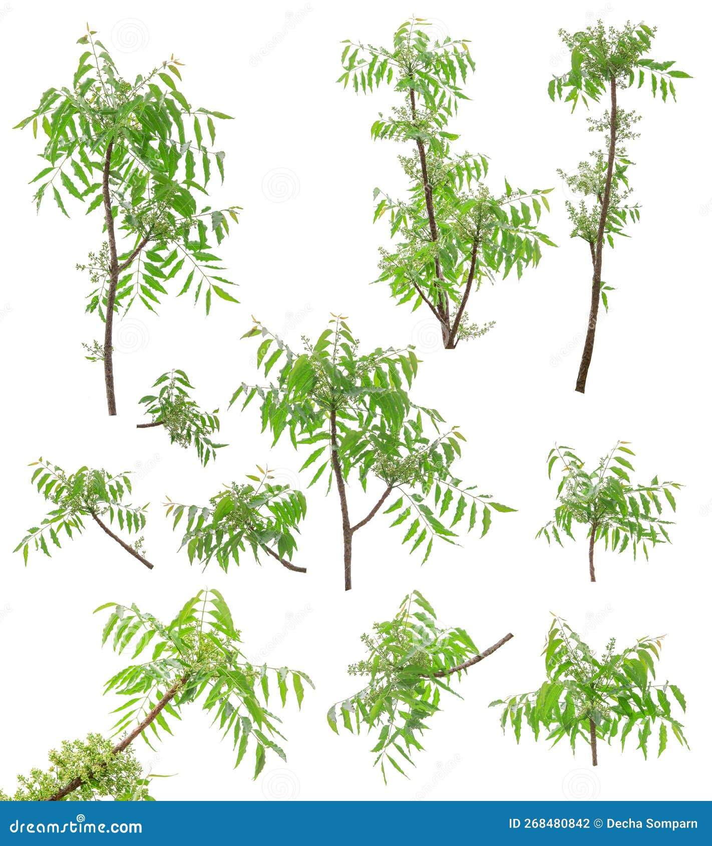 Group of Tree Bunch Isolated on White Background Stock Photo - Image of ...