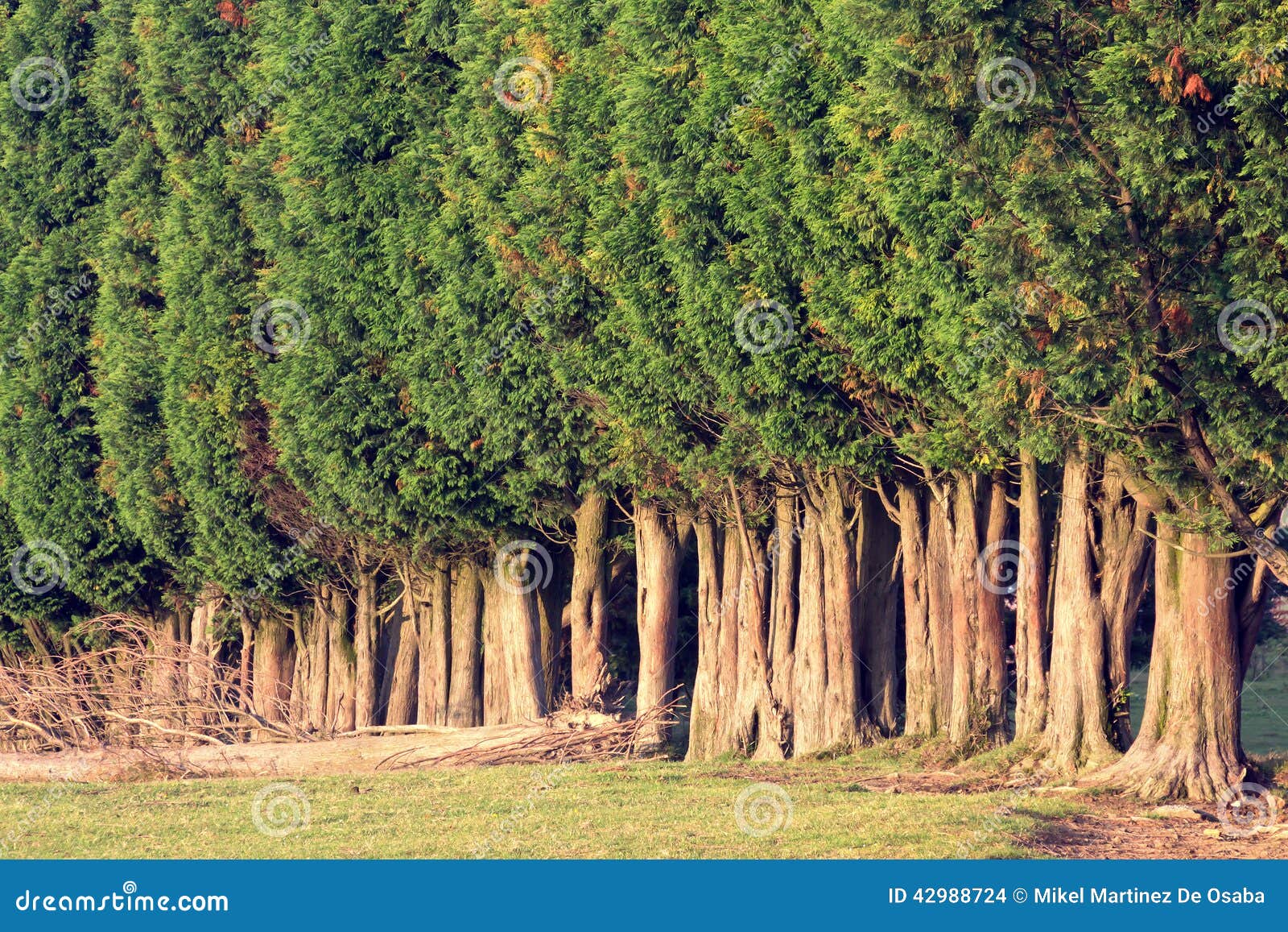 Group of tree canopies stock photo. Image of green, group - 42988724