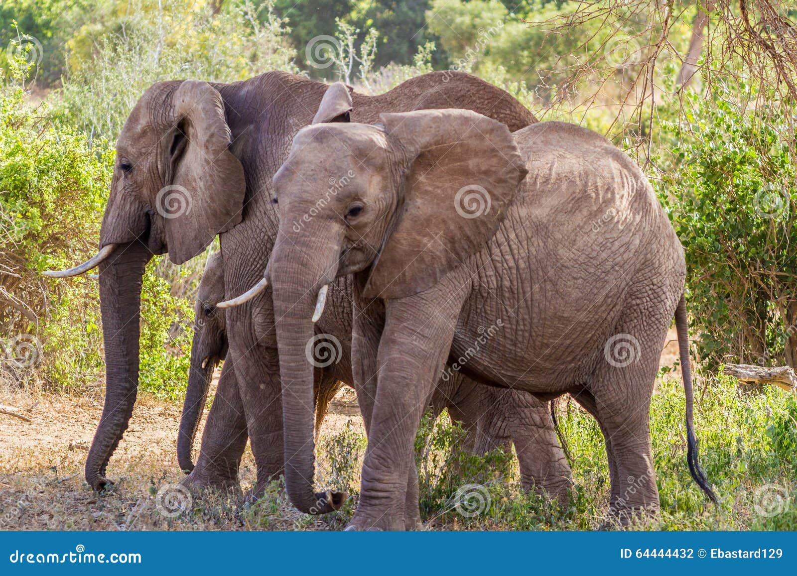 Group of tree elephants stock photo. Image of park, grass - 64444432