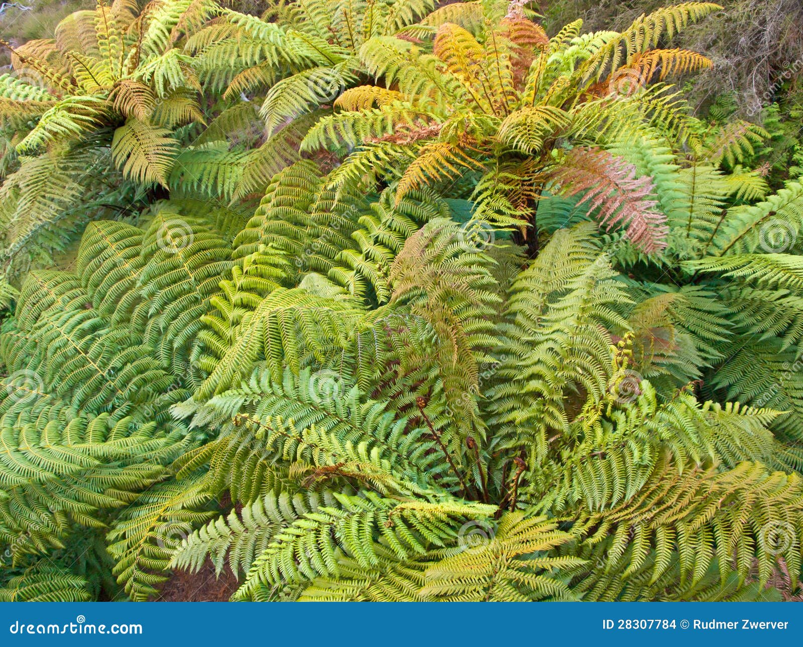 Group of tree ferns stock photo. Image of high, tree - 28307784
