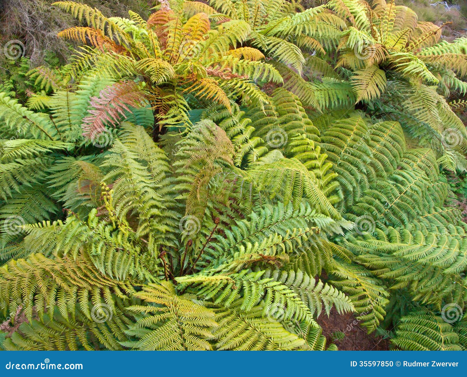 Group of Tree Ferns Overview Stock Photo - Image of angle, leaf: 35597850