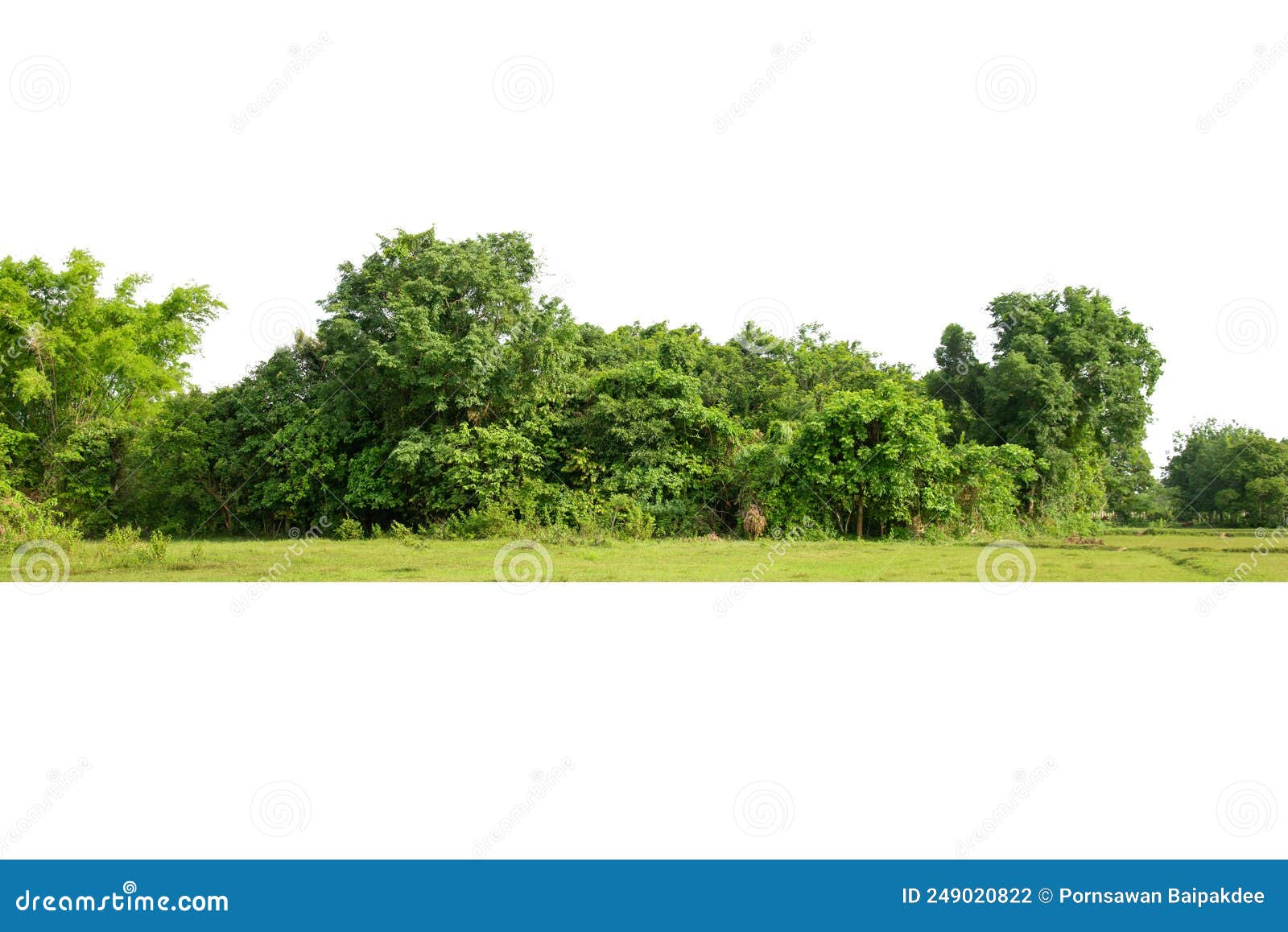 Group of Tree Isolated on White Background Stock Photo - Image of ...