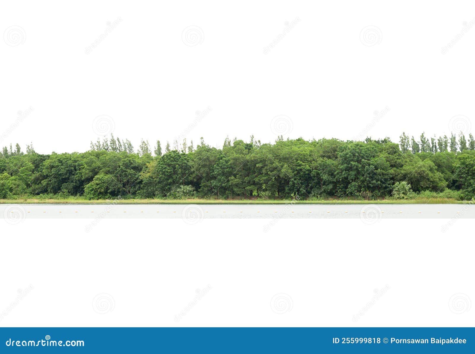 Group of Tree Isolated on White, Tropical Trees Isolated Stock Photo ... Group of Tree Isolated on White, Tropical Trees Isolated Stock Photo ...