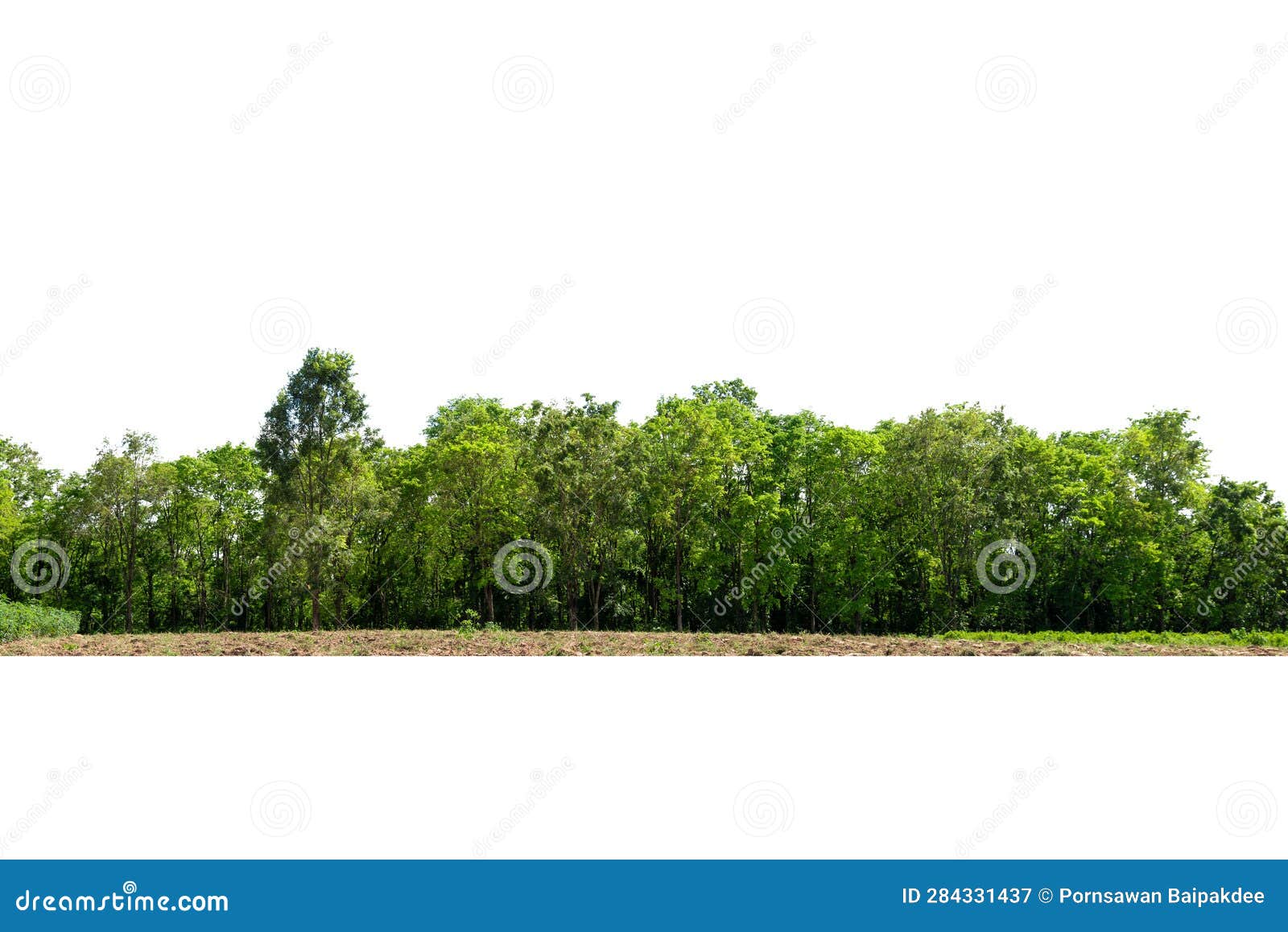 Group of Tree Isolated on White,tropical Trees Isolated Stock Image ...
