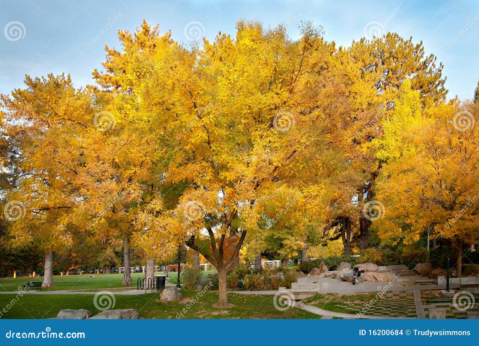 A Group of Trees with Beautiful Yellow Fall Leaves Stock Photo - Image ...