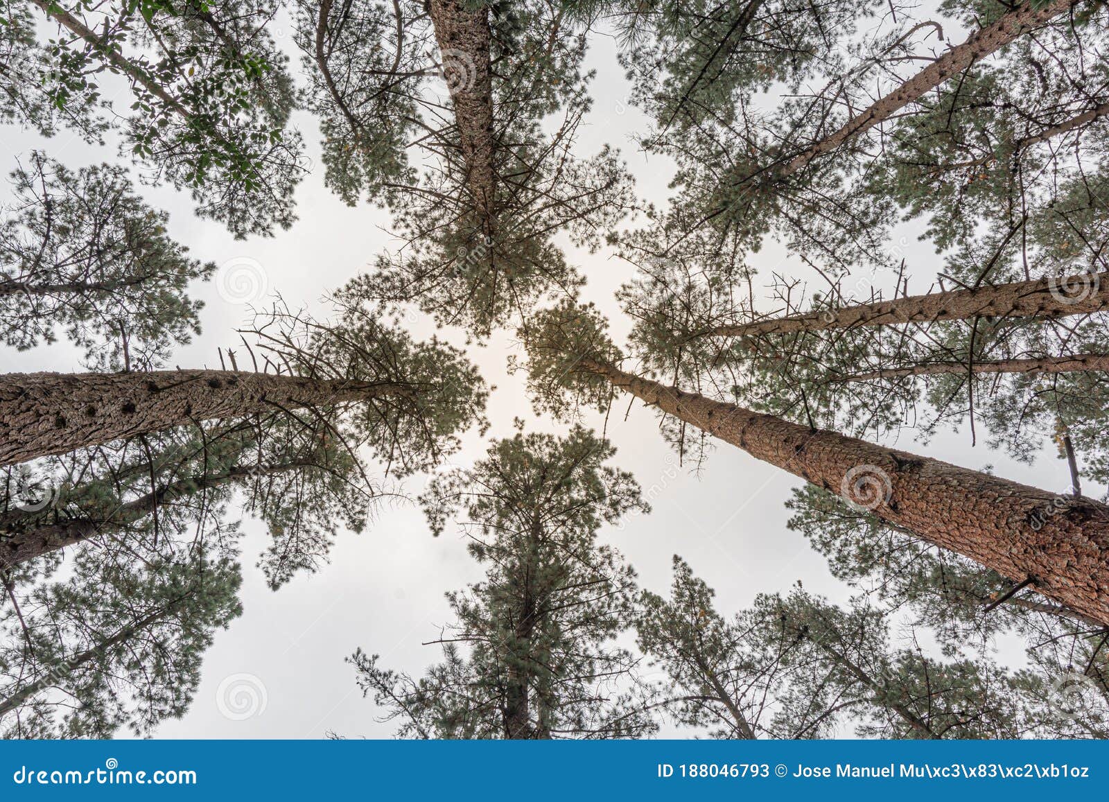 Group of Trees from Below To the Sky Stock Image - Image of nature ...