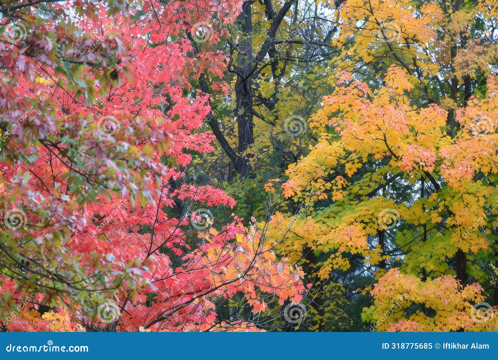 A Group of Trees with Changing Colors of Leaves Clustered Closely ...