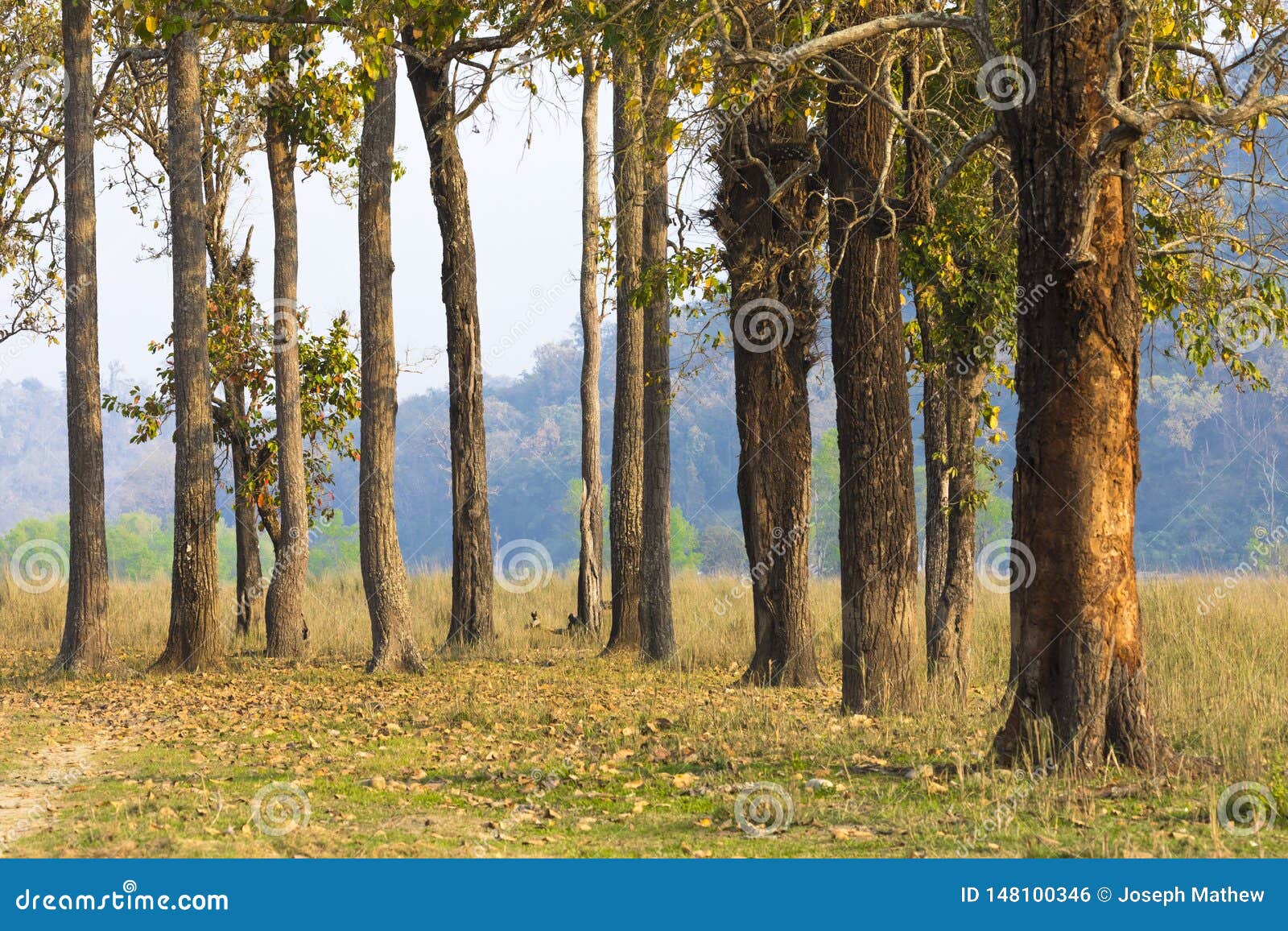 Madi Forest Stock Photos - Free & Royalty-Free Stock Photos from Dreamstime