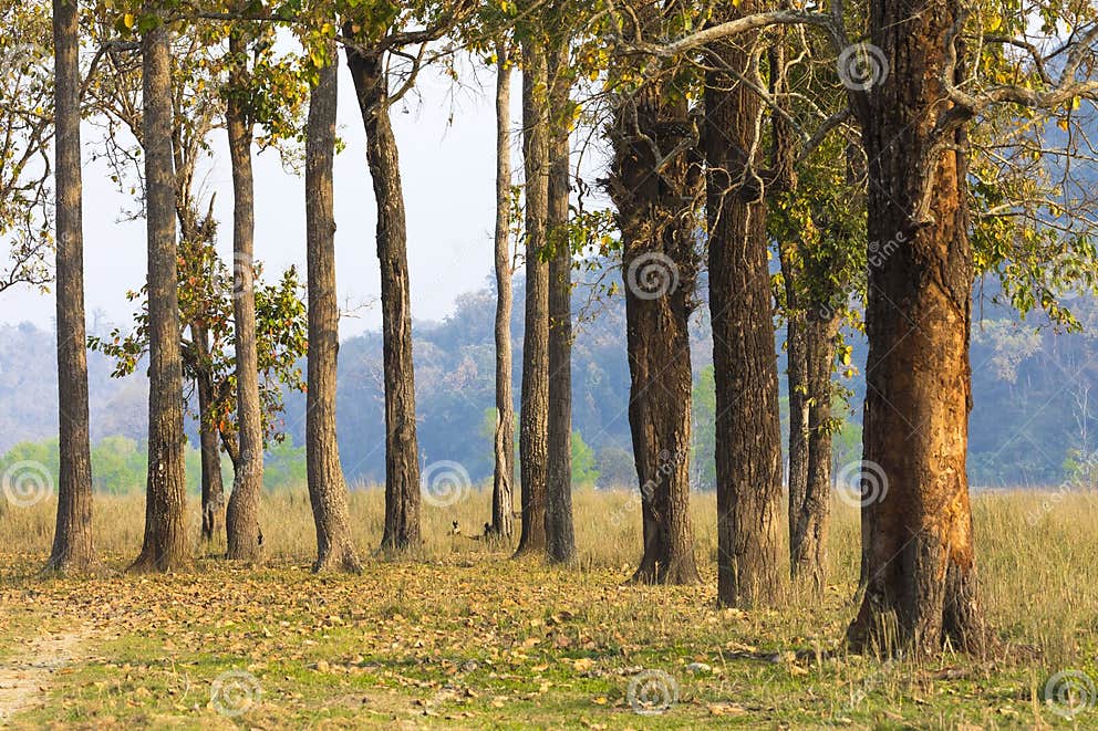 A Group of Trees in Forest Chitwan Nationals Park Nepal Stock Photo ...