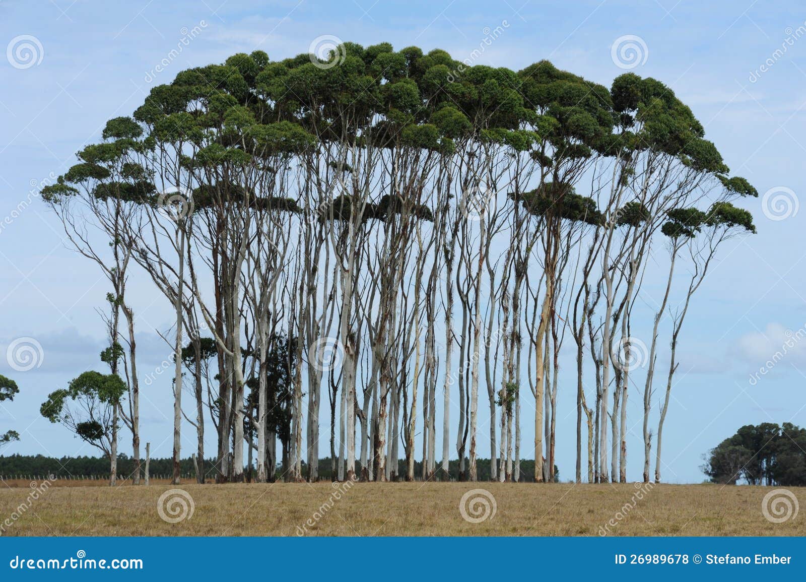 Group of Trees on the Country Stock Photo - Image of land, scenic: 26989678