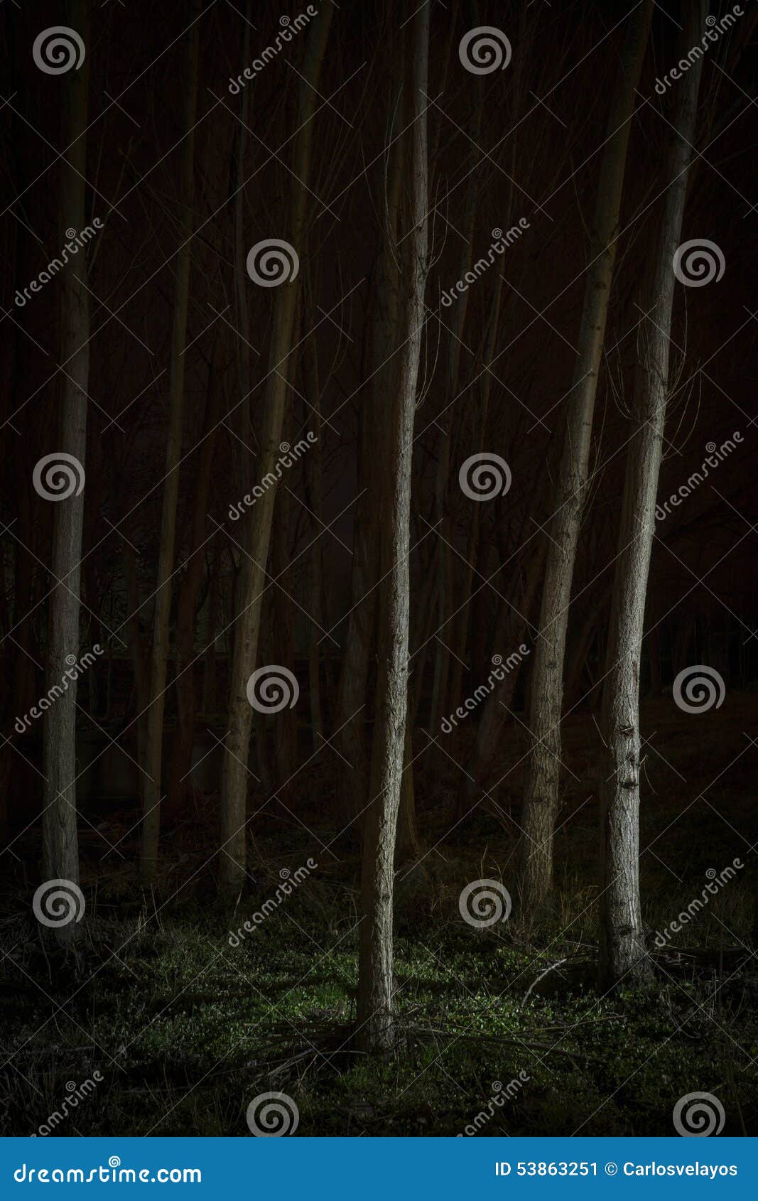 Group of Trees with Dramatic Light Stock Image - Image of darkness ...