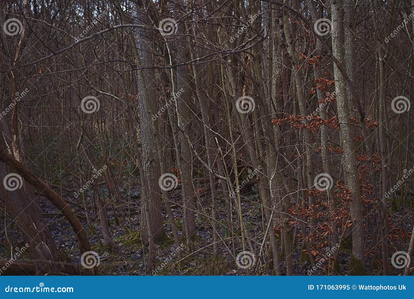 Group of Trees in a Forest Wide View Stock Image - Image of angle, park ...